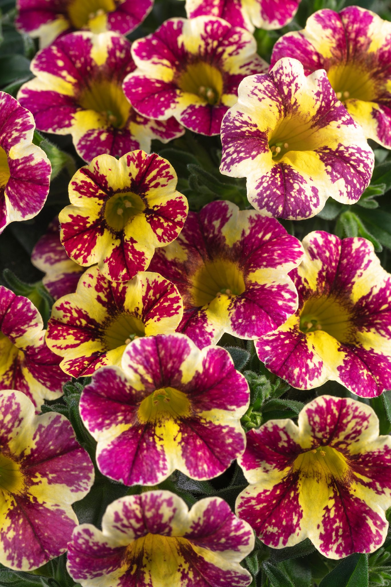 Westhoff Candy Shop™ Chocolate