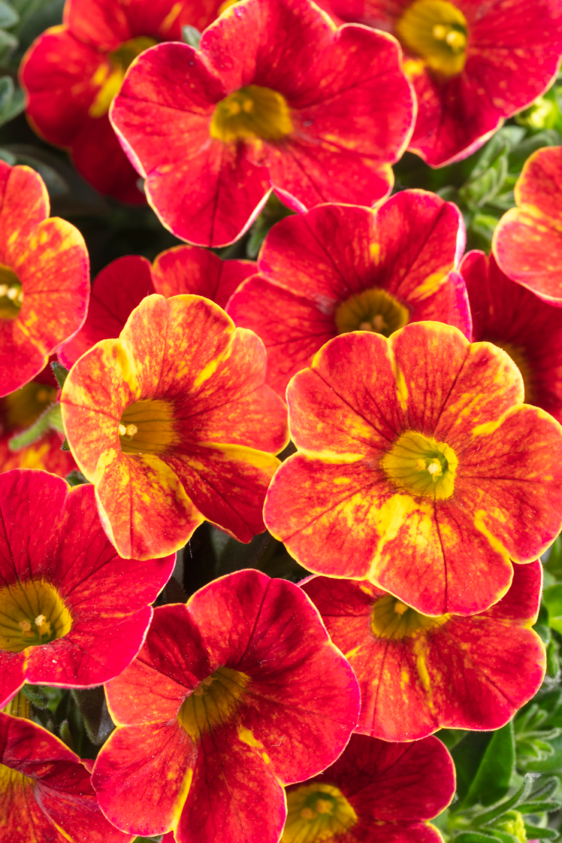 Westhoff Firewalker™