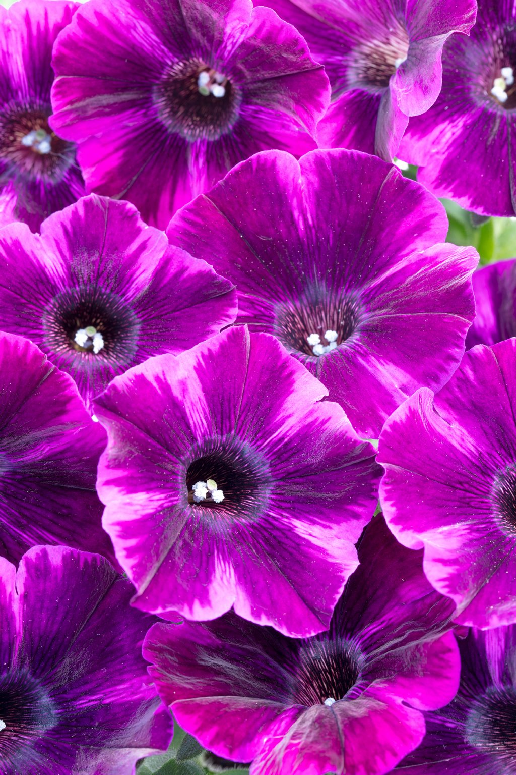 Westhoff Petunia-Crazytunia-Ultra-Cardinal-Blue