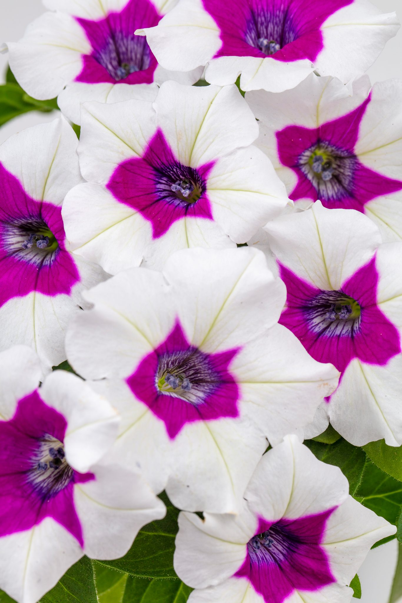 Westhoff Petunia_ZOOM!_002