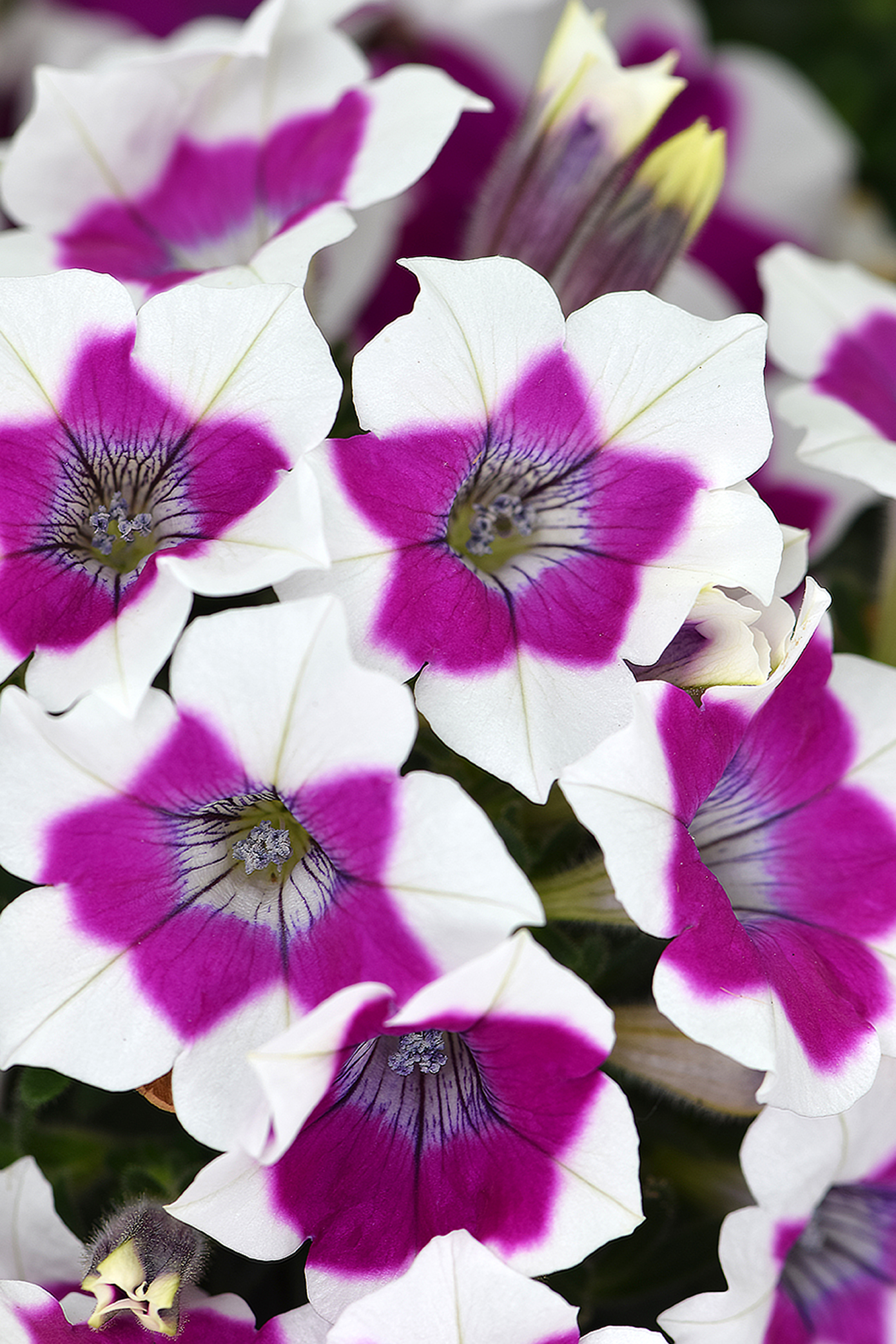 Westhoff ZOOM! Purple