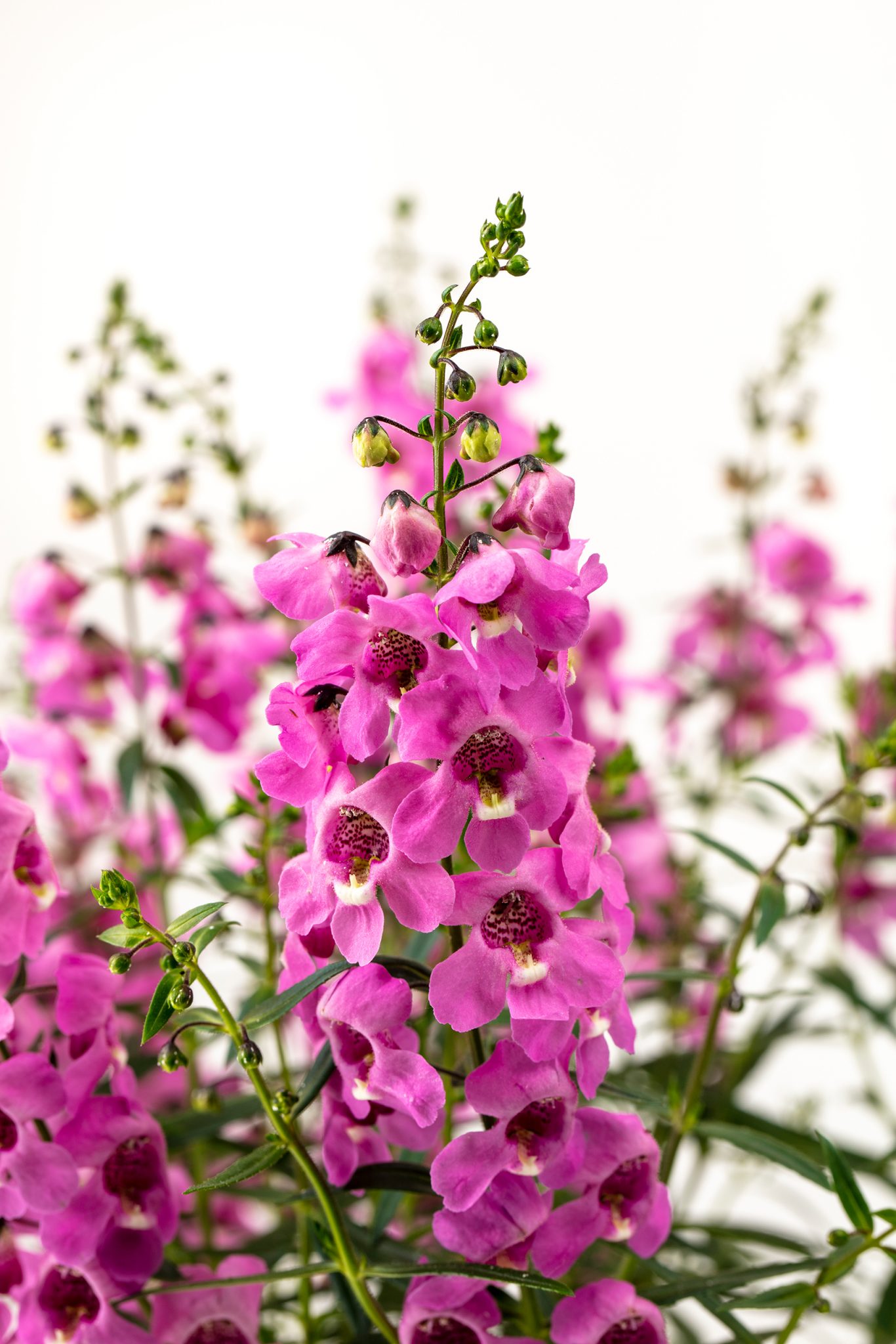 Westhoff Serafina Pink