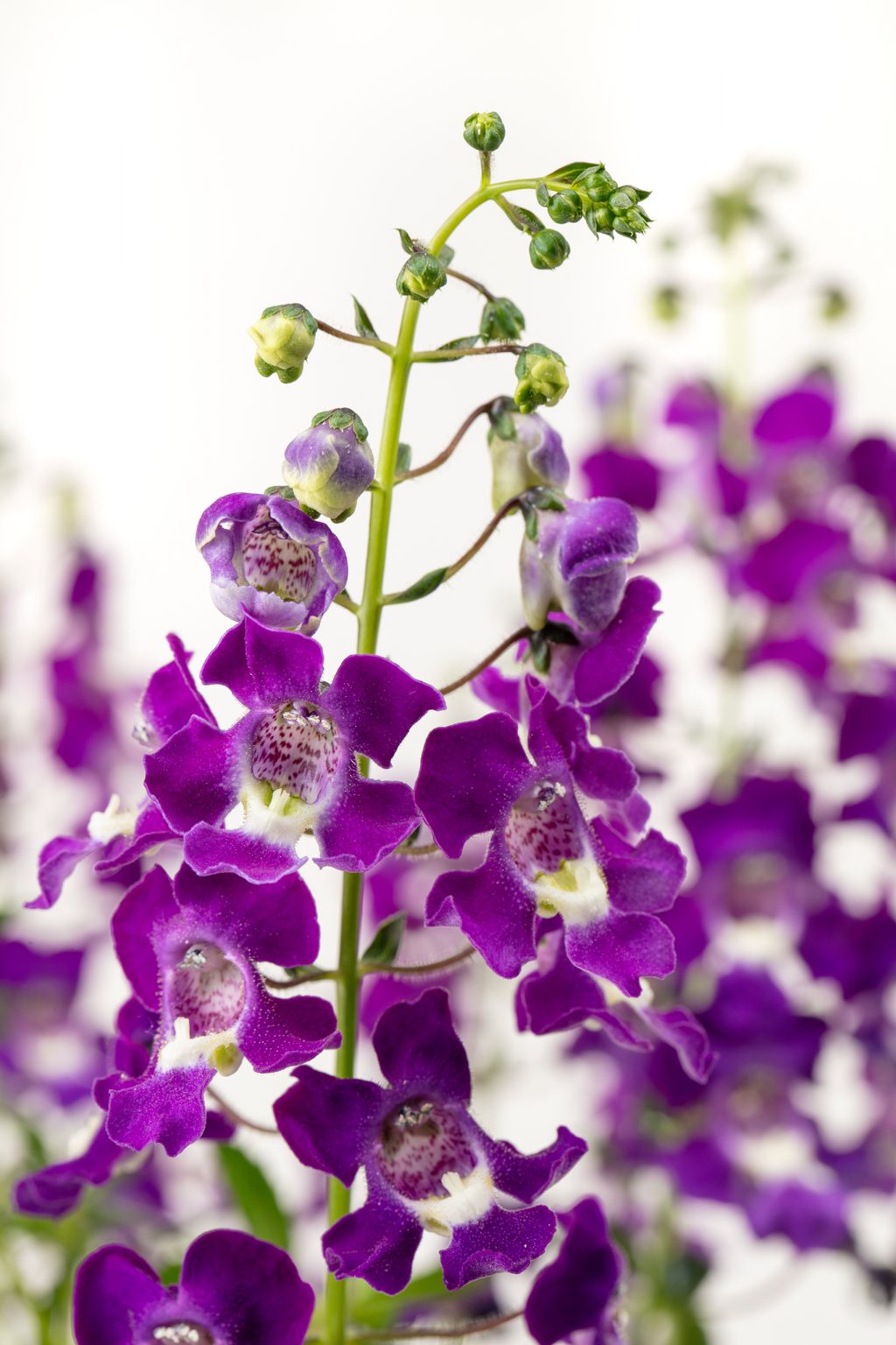 Westhoff Serafina Violet