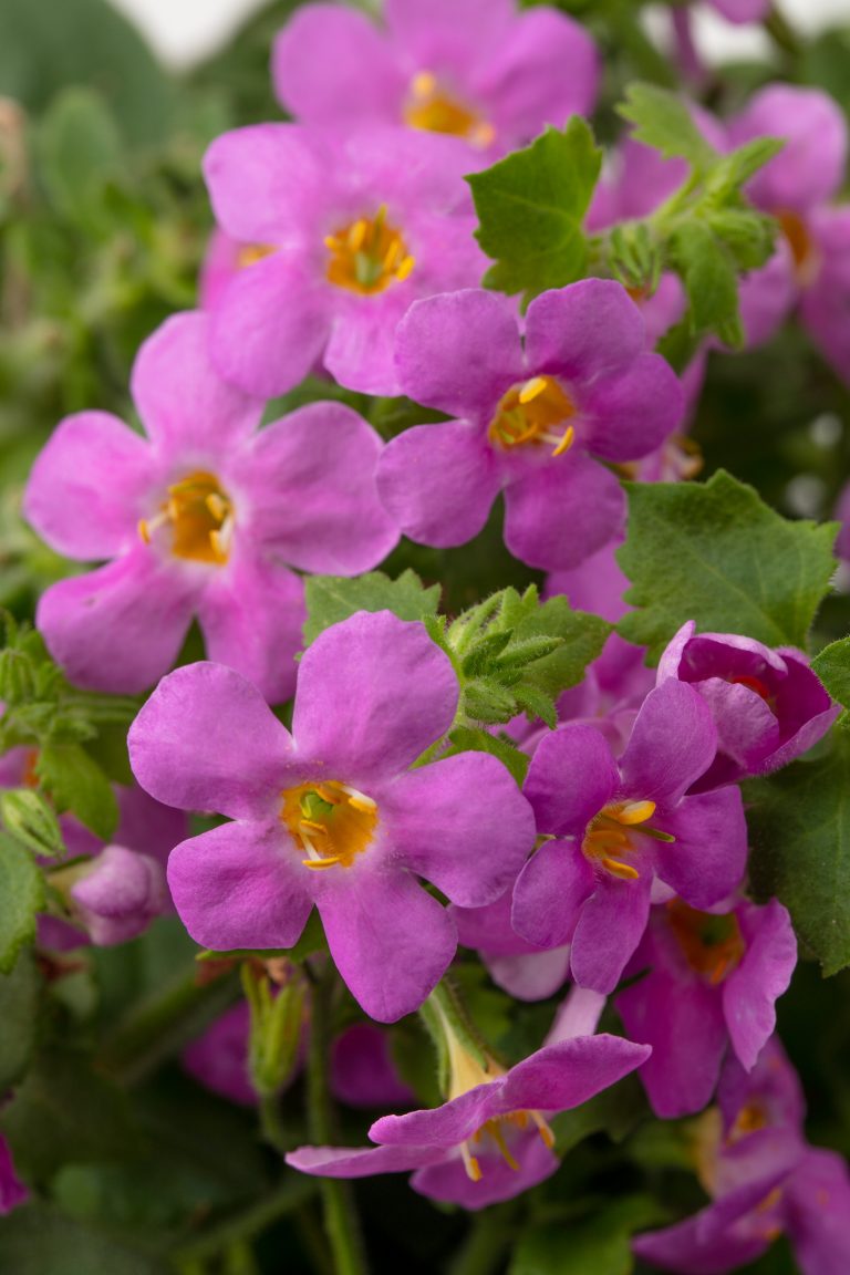 Westhoff Bacopa_Epic_Pink_impr_001
