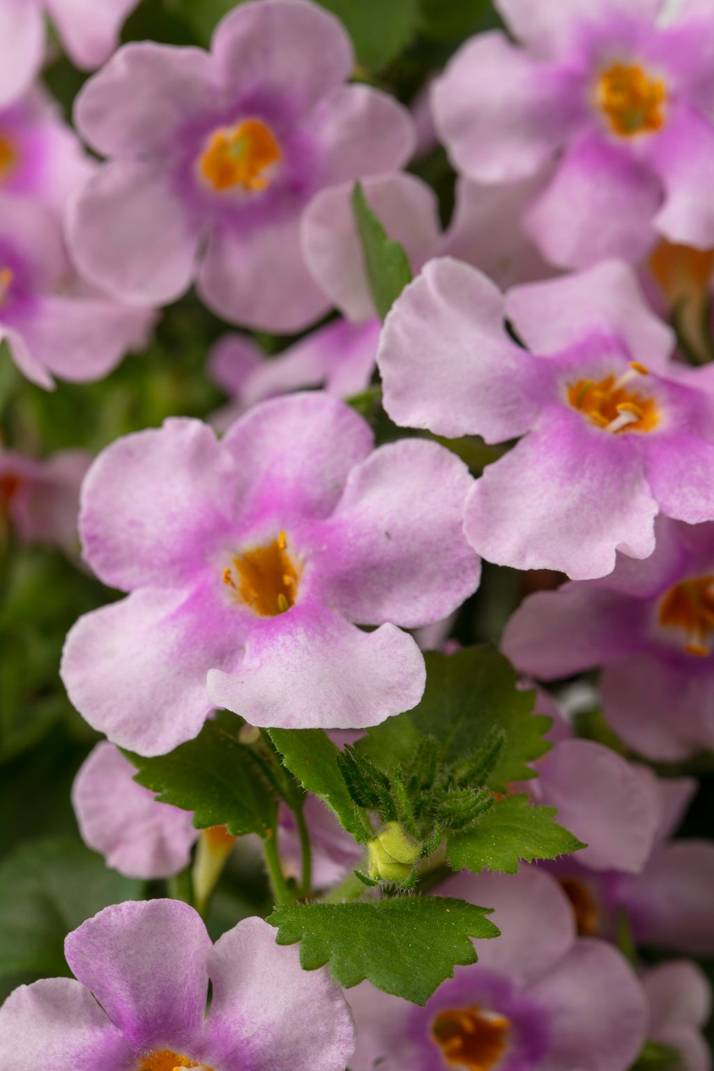 Westhoff Bacopa_Epic_Pink_with_eye_001