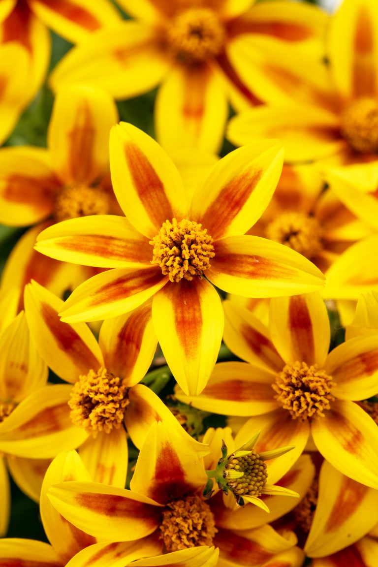 Westhoff Bidens Stellar Orange Star
