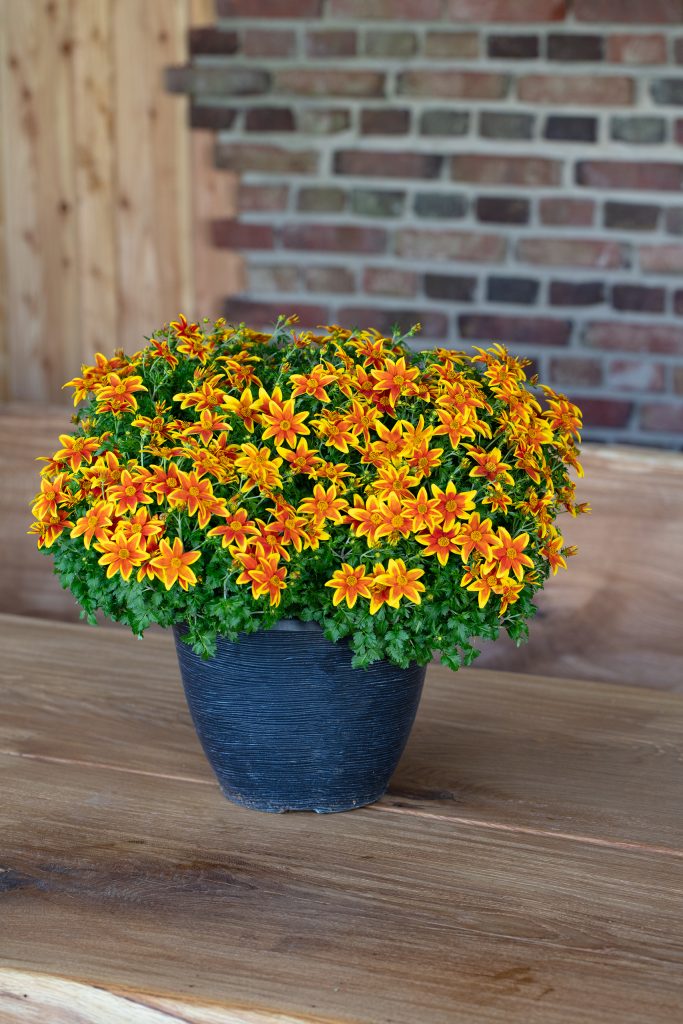 Westhoff Bidens_Stellar_Orange_Star_003