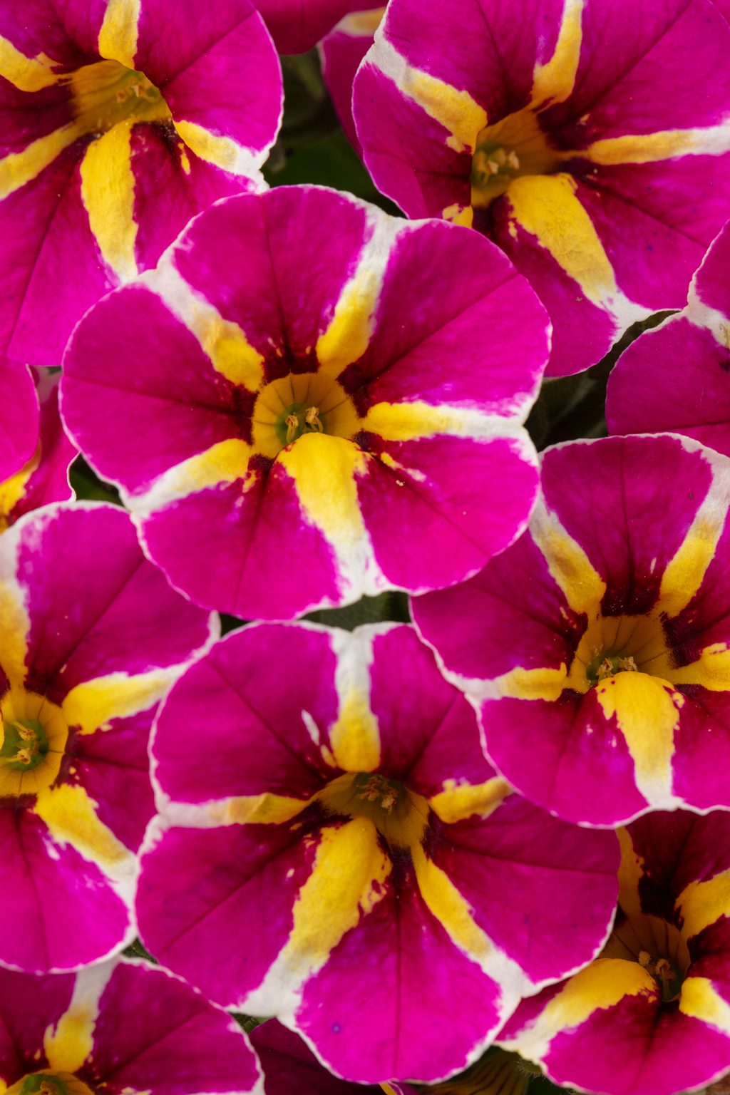 Westhoff Calibrachoa_Caliplosion_Purple_impr_001