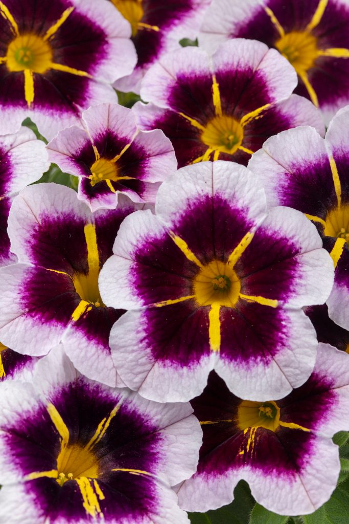 Westhoff Calibrachoa_Calitastic_Bordeaux_Star_001