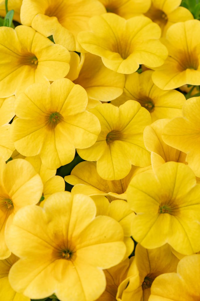 Westhoff Calibrachoa_Calitastic_Butter_001