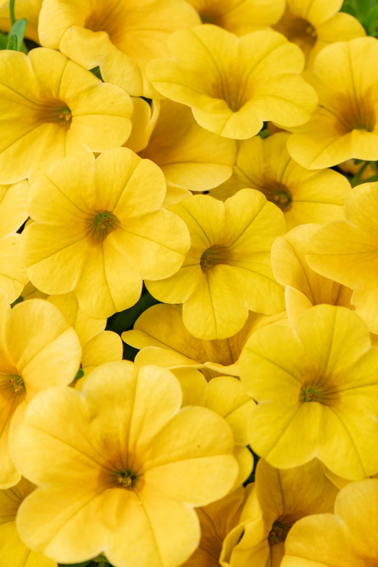 Westhoff Calibrachoa_Calitastic_Butter_001