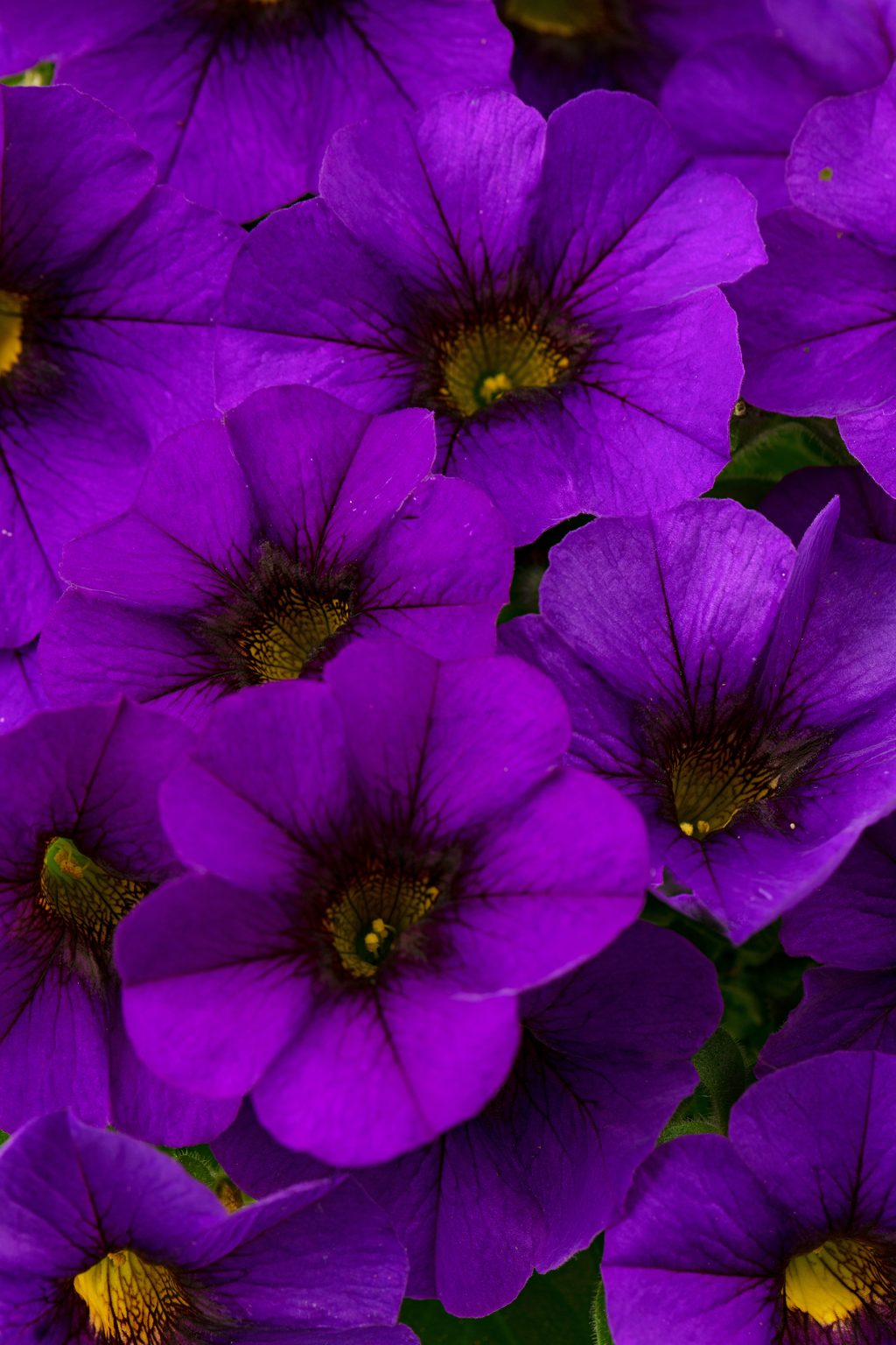 Westhoff Calibrachoa_Calitastic_Noble_Blue_001