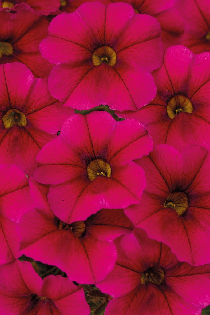 Westhoff Calibrachoa_Calitastic_Raspberry_001