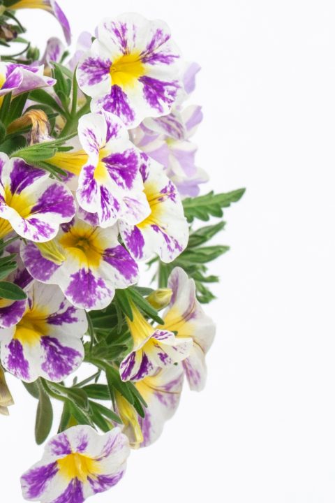 Westhoff Calibrachoa_Candy_Shop_Berry_Sky_001