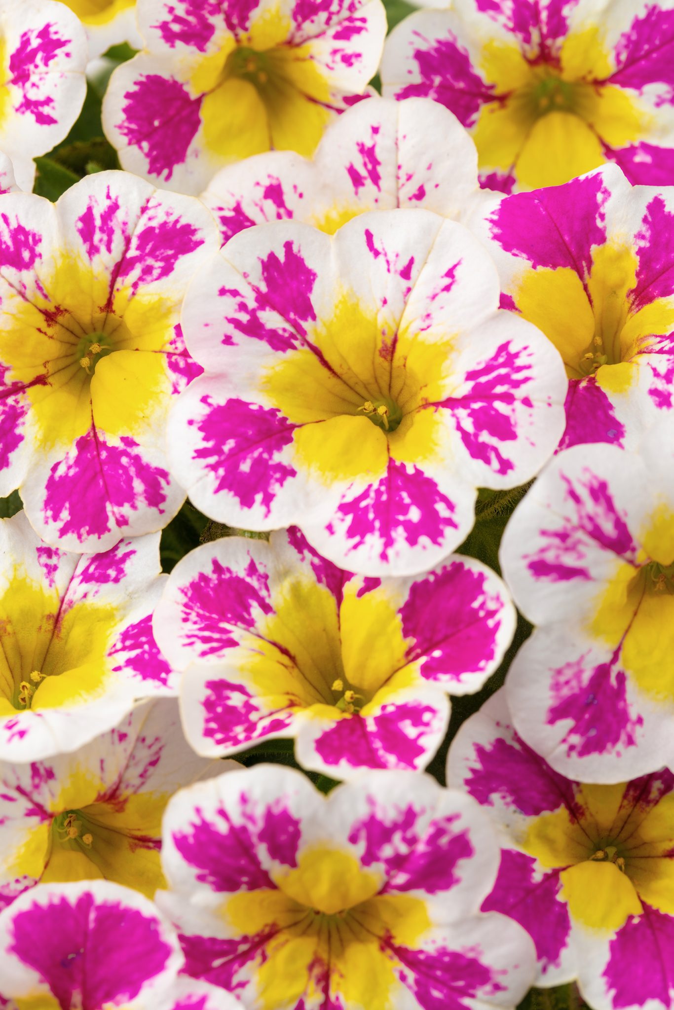 Westhoff Calibrachoa_Candy_Shop_Sweet_Dreams_impr_001