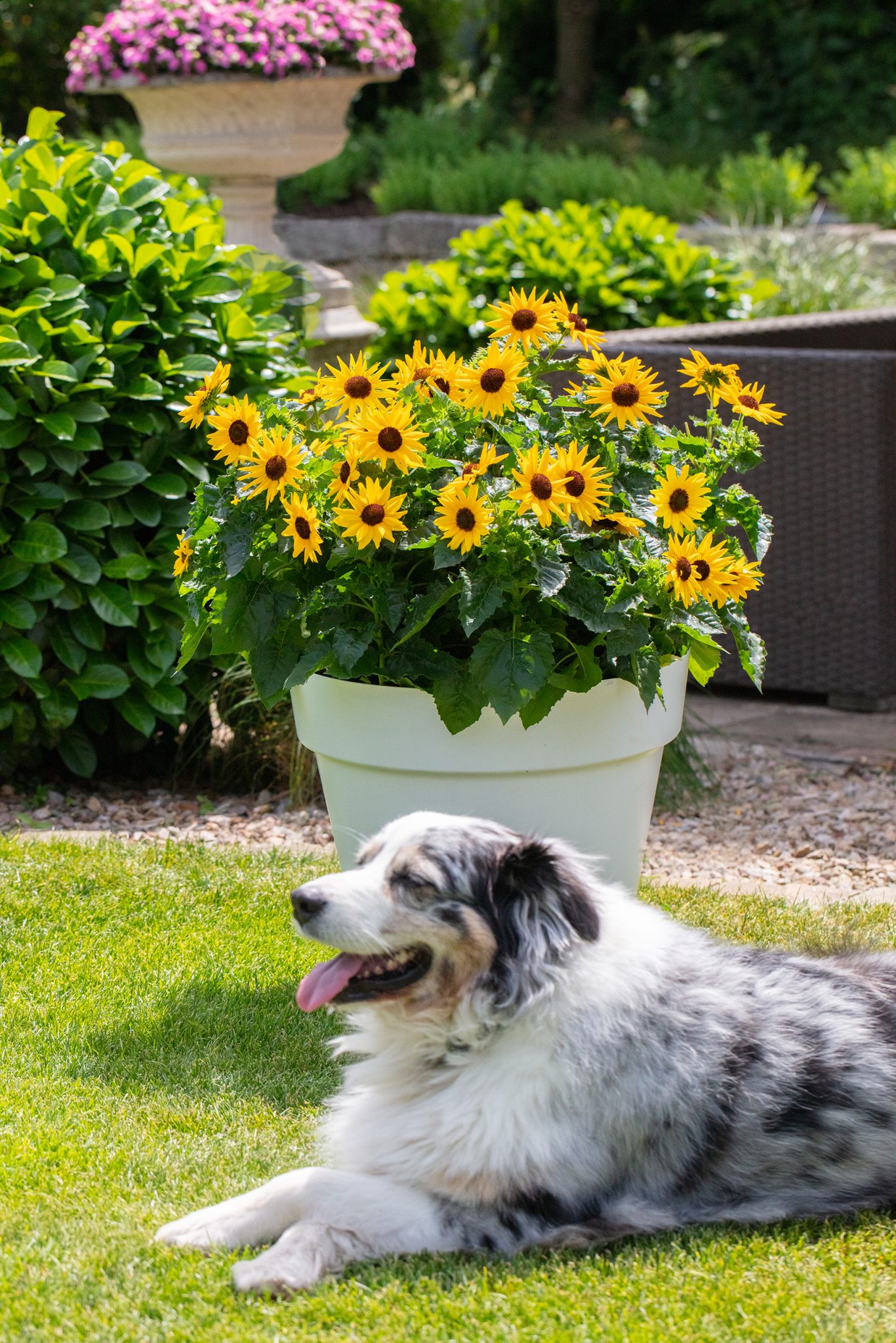 Westhoff Helianthus_SunMazing_002