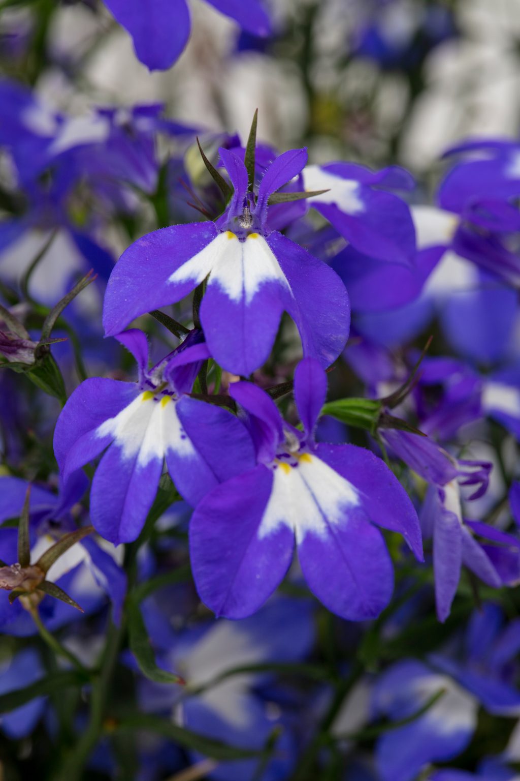 Westhoff Lobelia HOT+ Blue with Eye