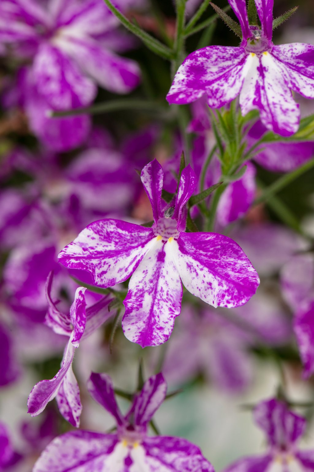 Westhoff Lobelia_Rift_Purple_002