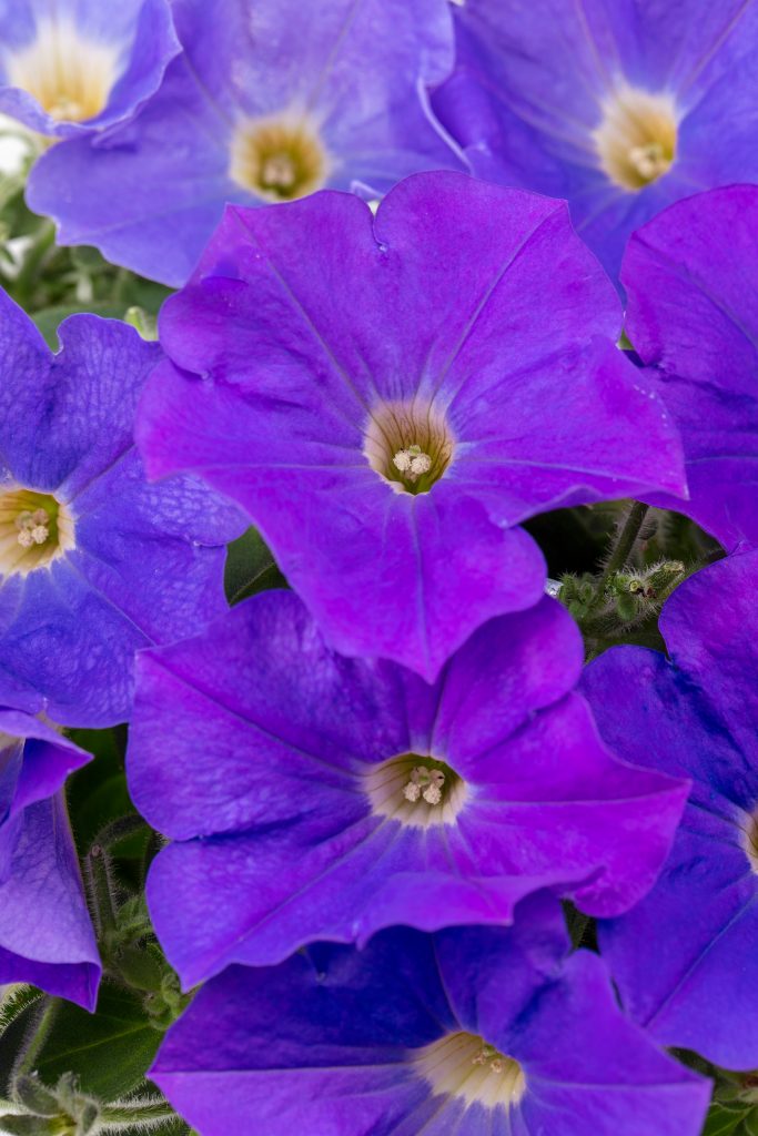 Westhoff Perfectunia® Sky Blue