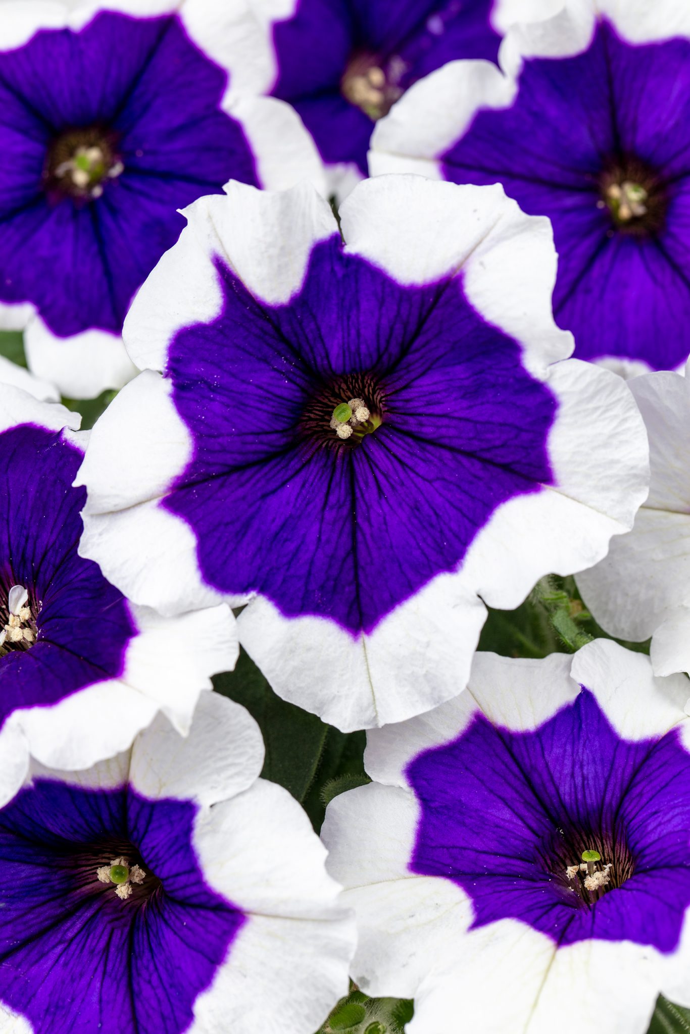 Westhoff Petunia_Crazytunia_Blue_Picotee_001