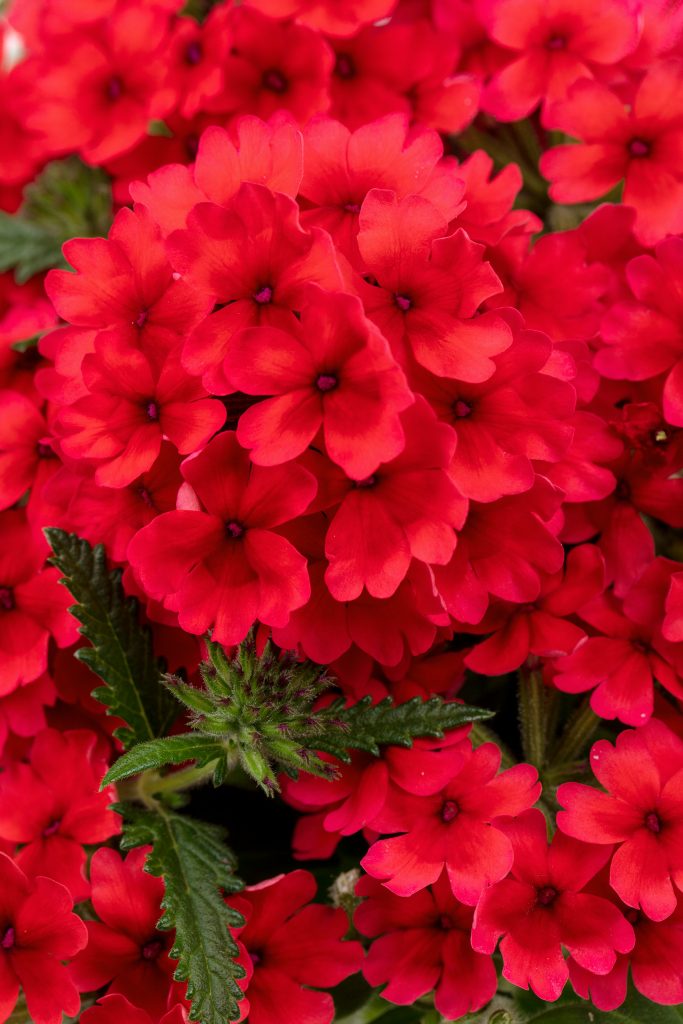 Westhoff Estrella™ Dark Orange