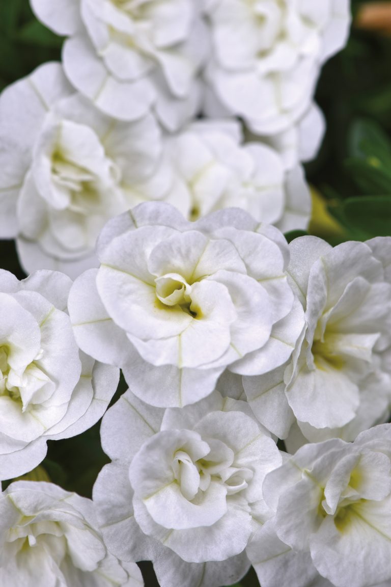 Westhoff Calibrachoa-Celebration-Double-White-Improved-001