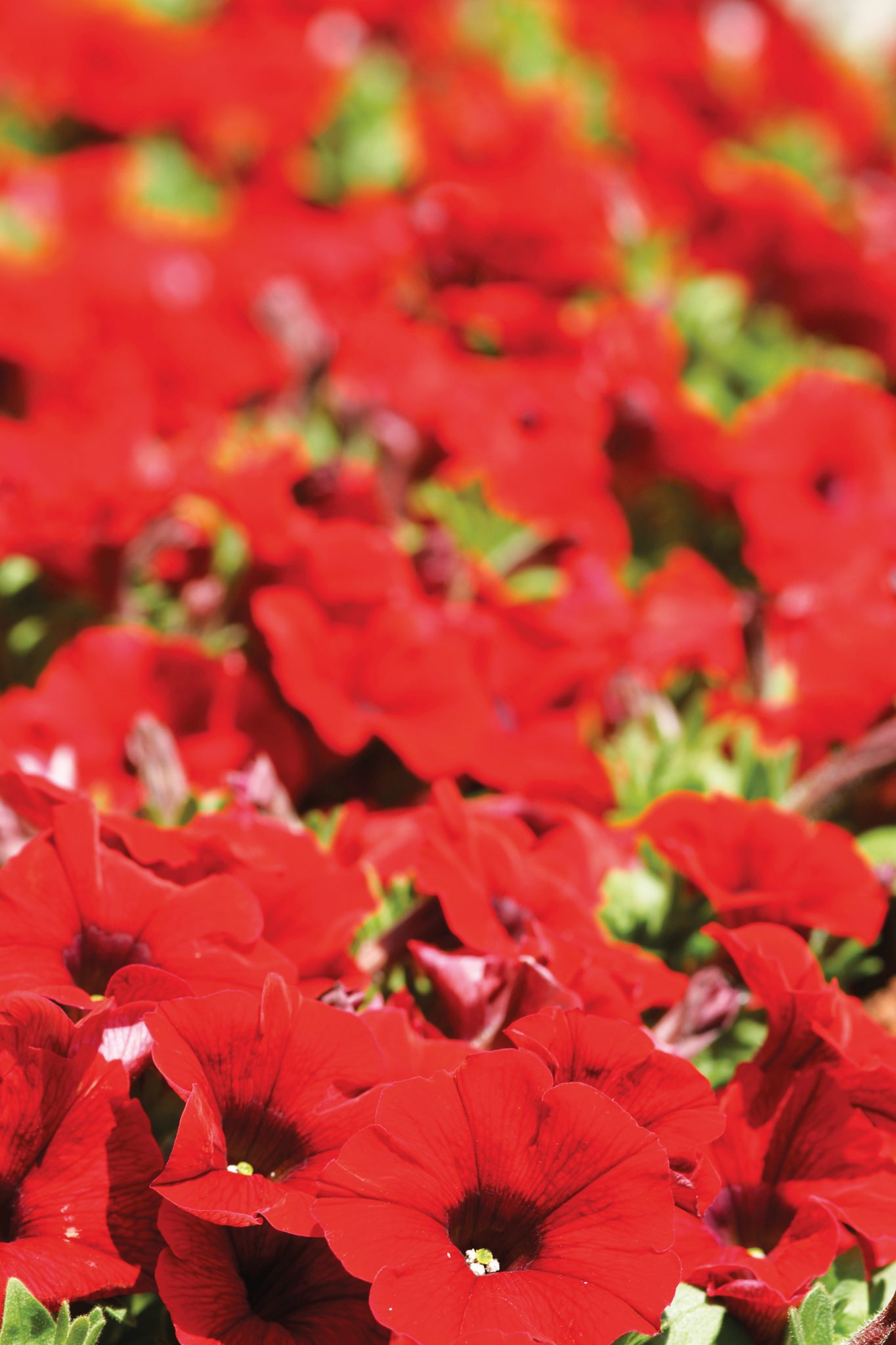 Westhoff Perfectunia® Magma Red