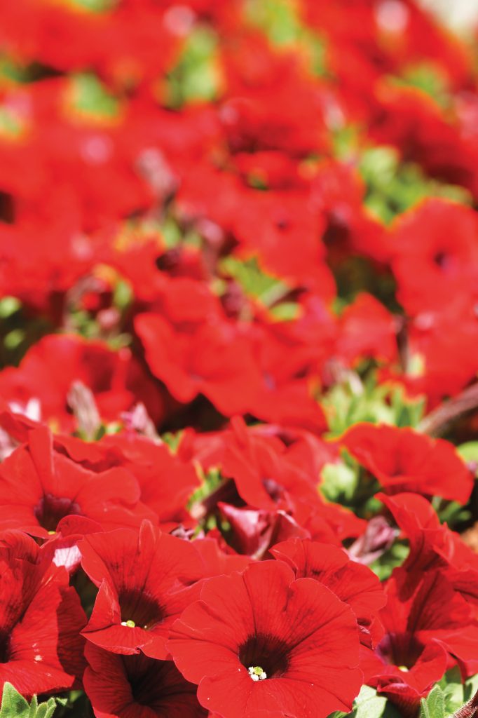 Westhoff Petunia-Perfectunia-Magma-Red