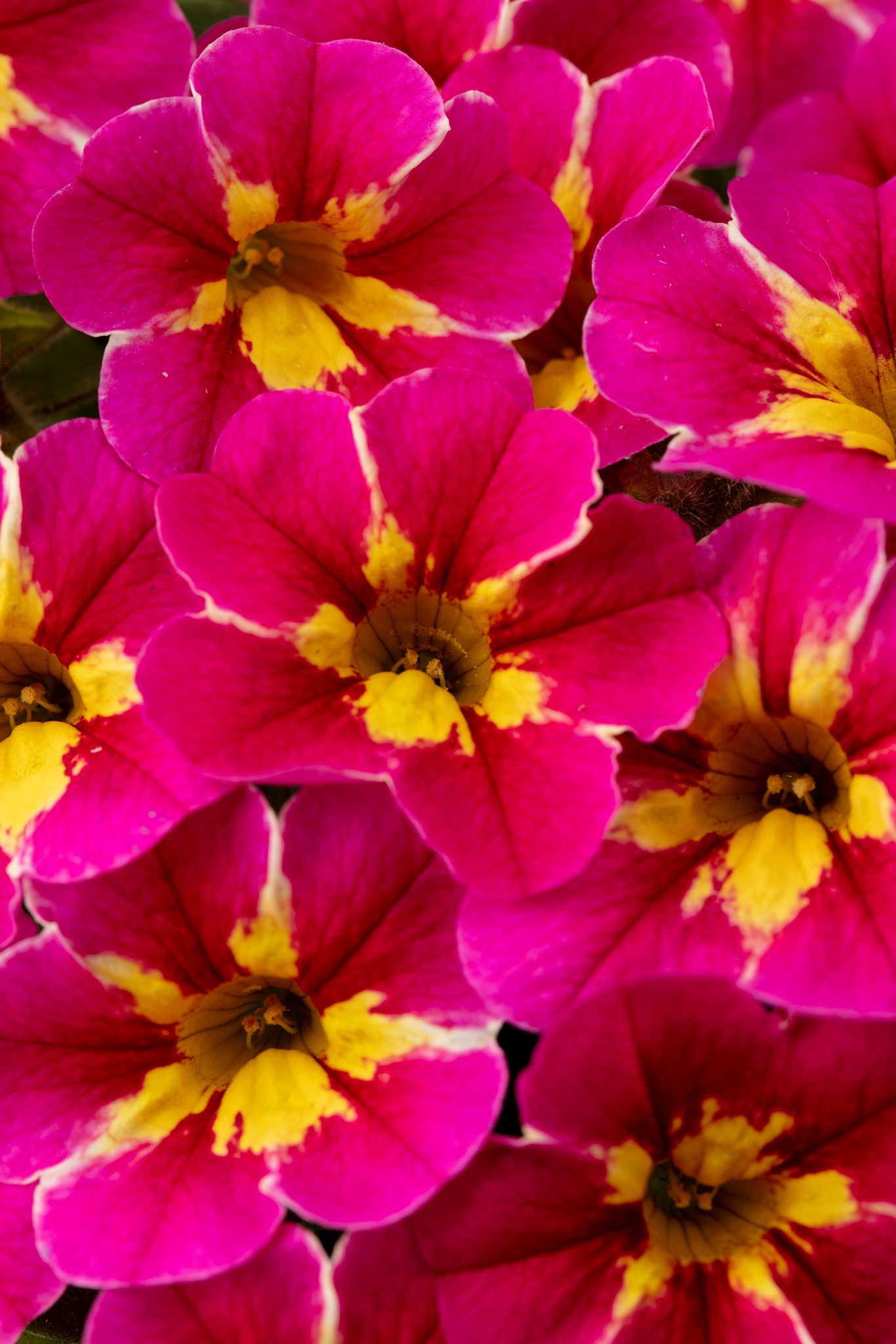 Westhoff Calitastic® Merry Cherry