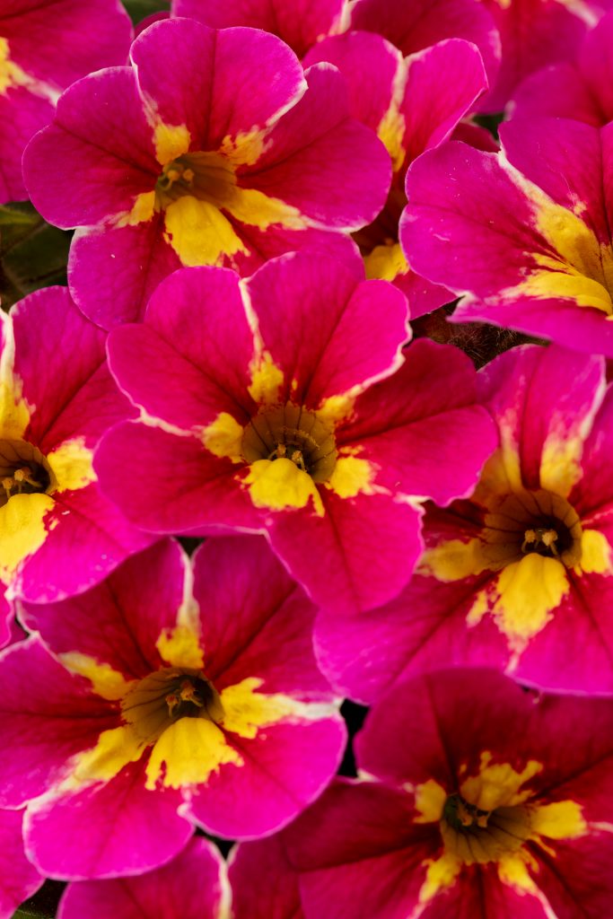 Westhoff Calitastic-Merry-Cherry-001