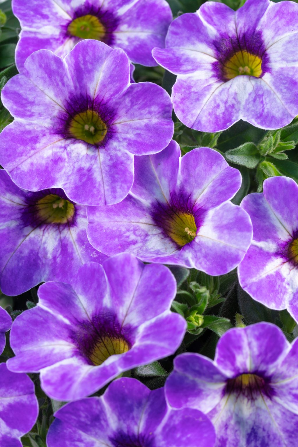 Westhoff calibrachoa_chameleon_frozen_ice_001