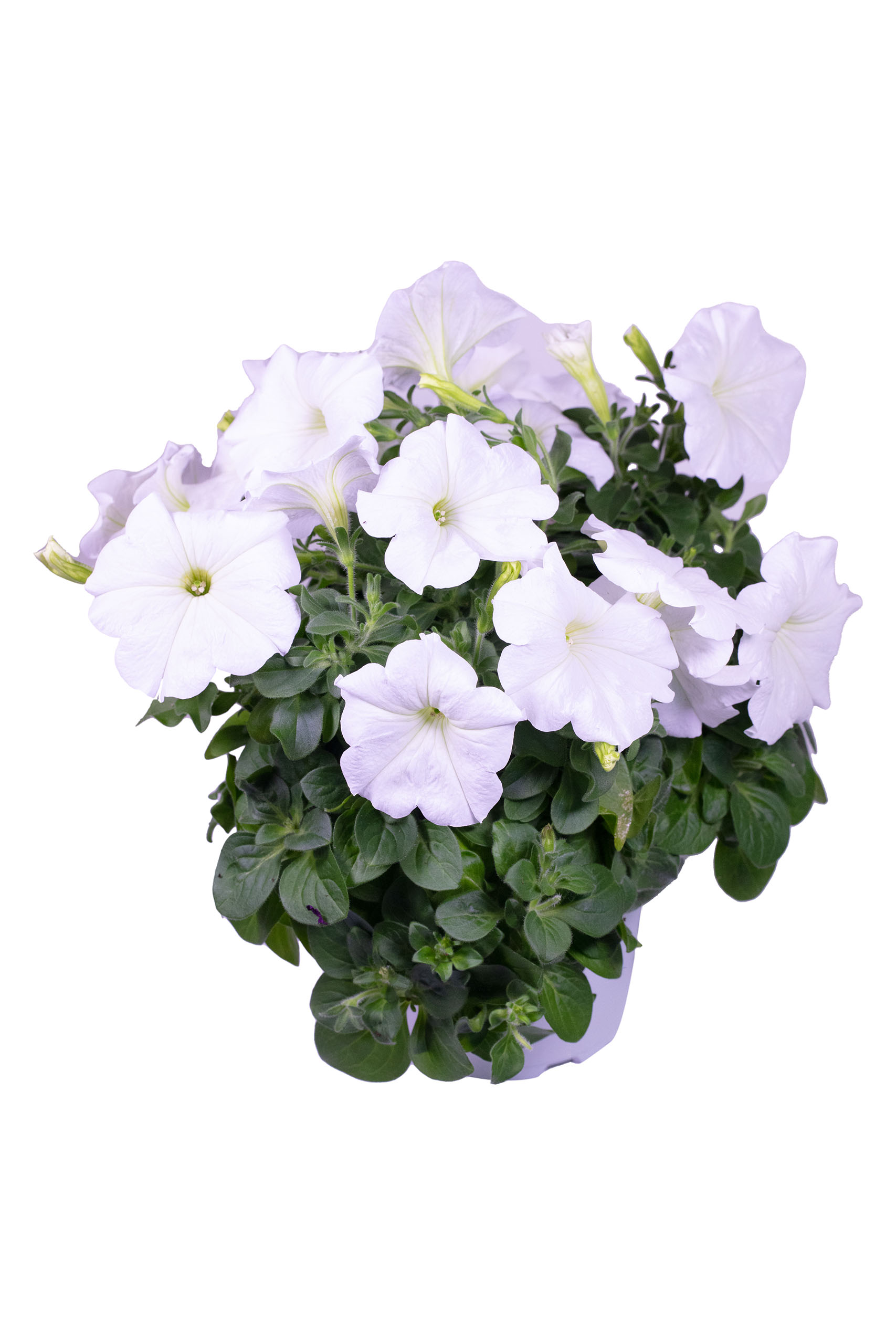 Westhoff Flower Shower White