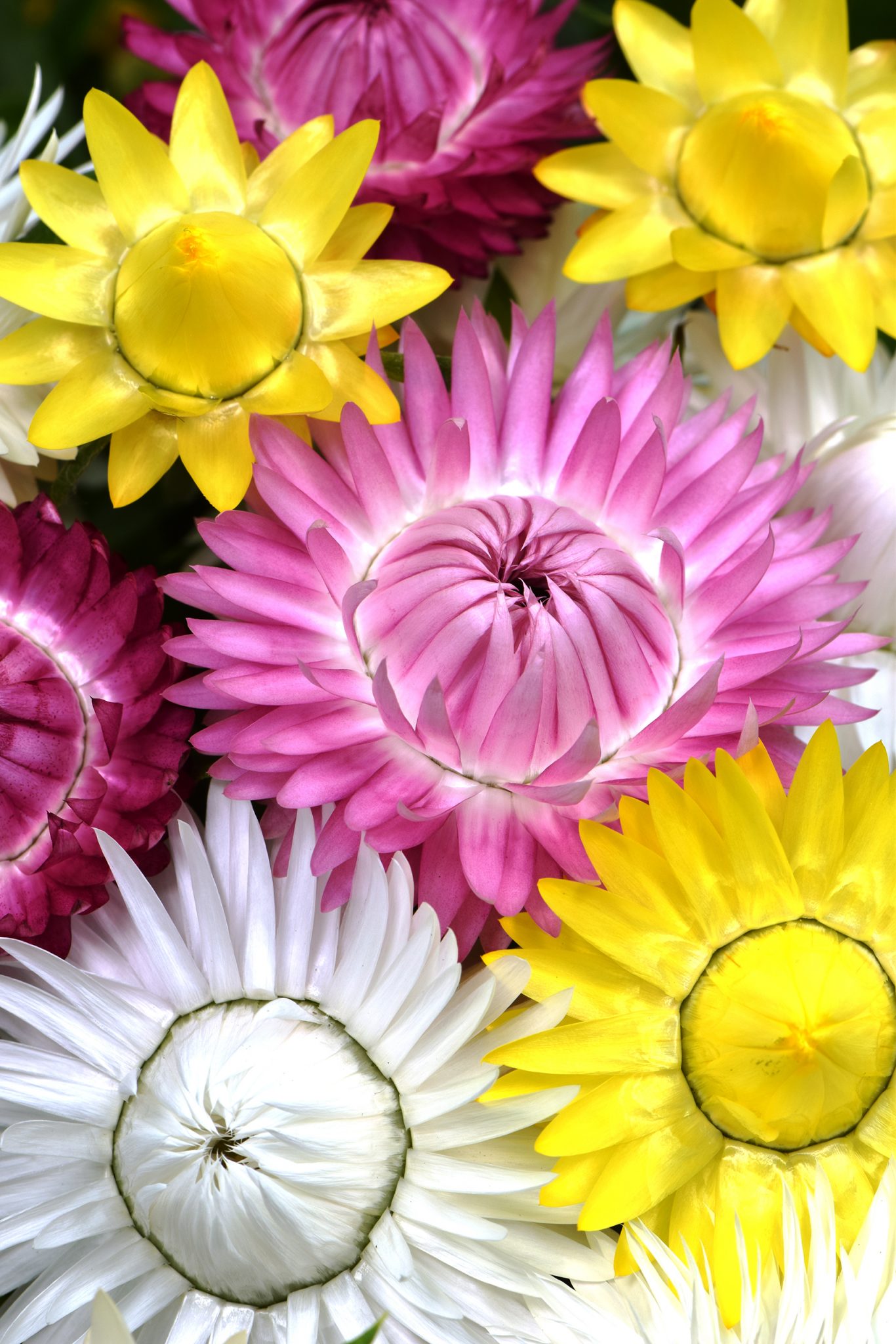 Westhoff Cottage™ Spring Mix