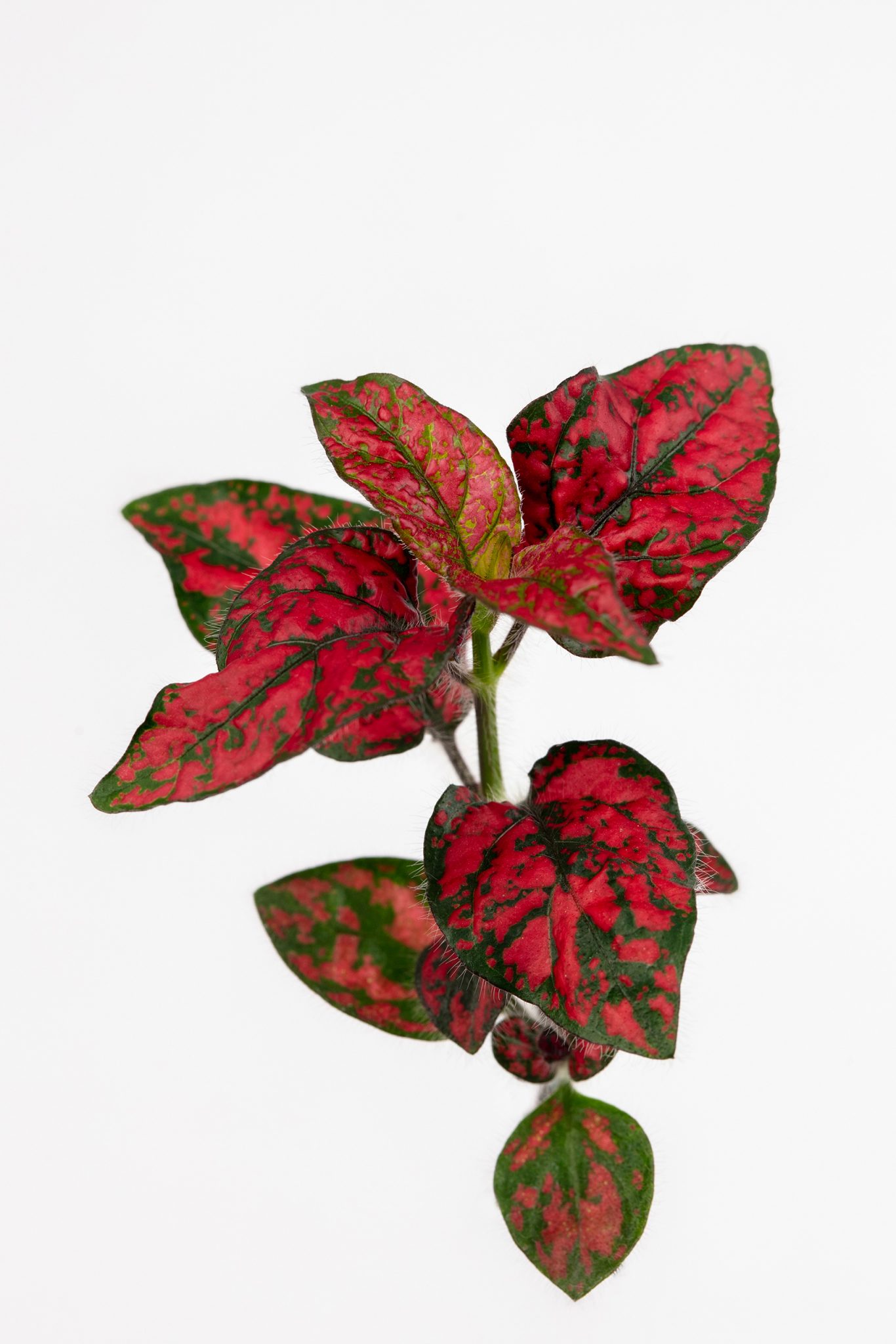 Westhoff Hypoestes Lotty Dotty Red