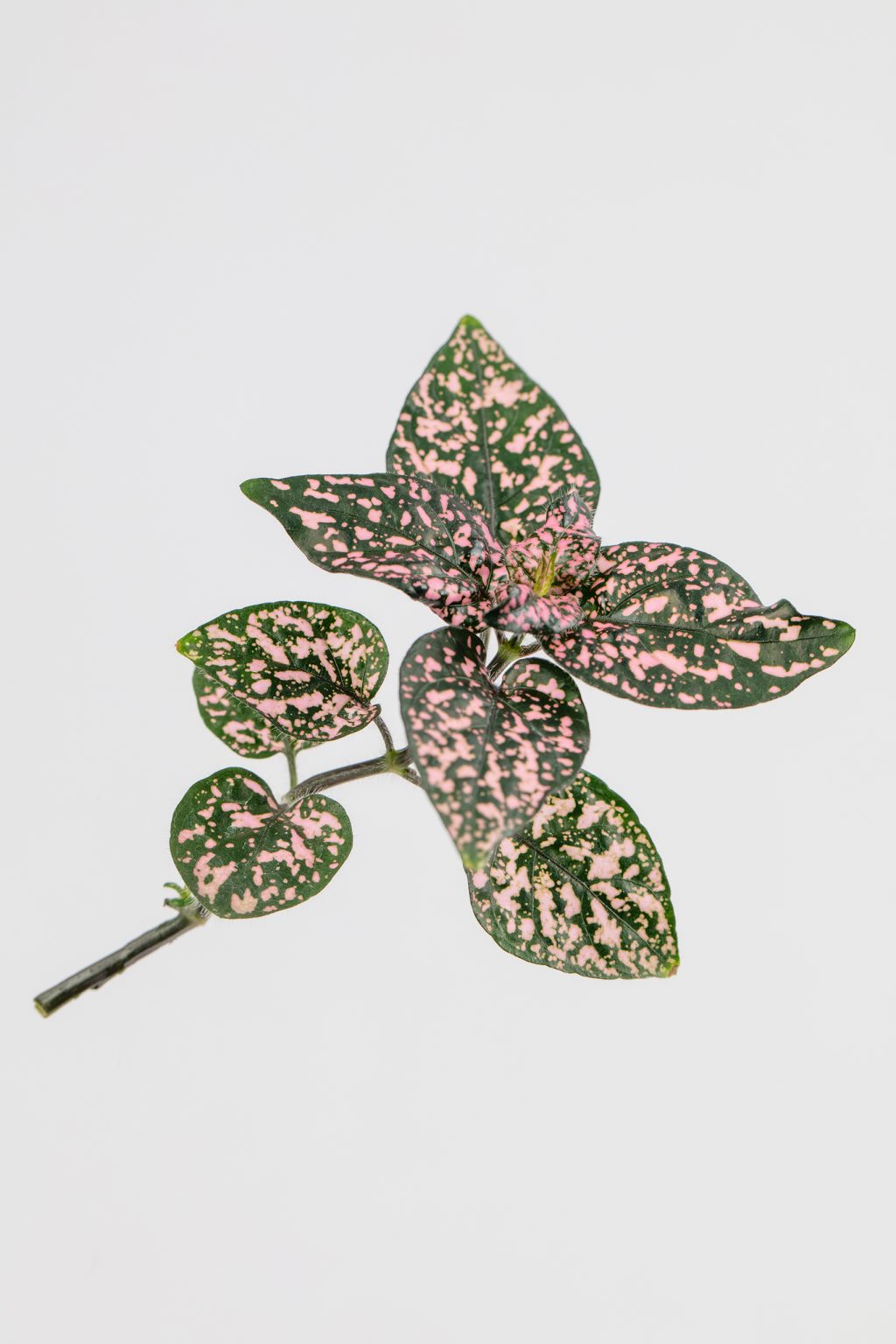 Westhoff Hypoestes Lotty Dotty Rose