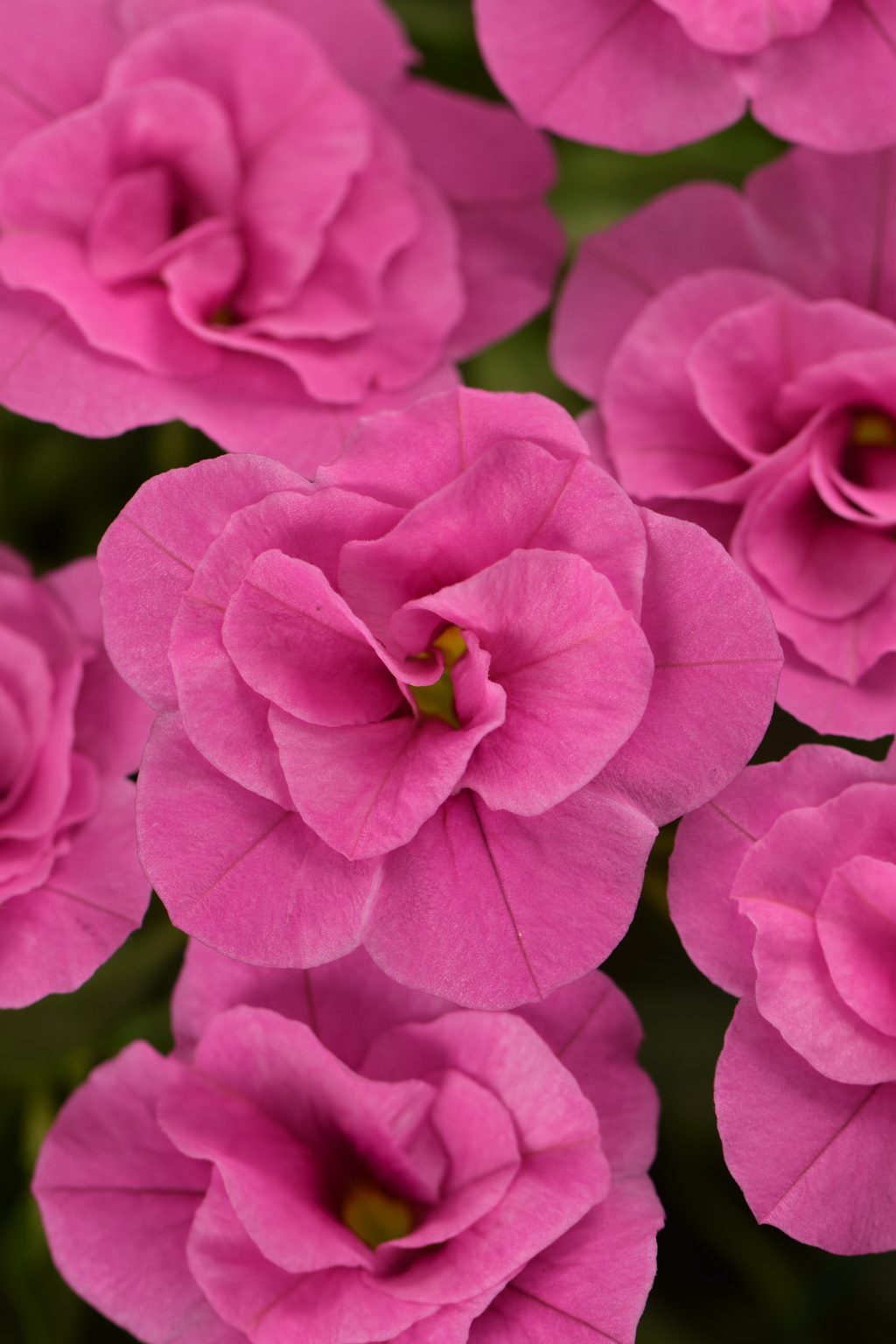 Westhoff Calibrachoa Dubble Rose