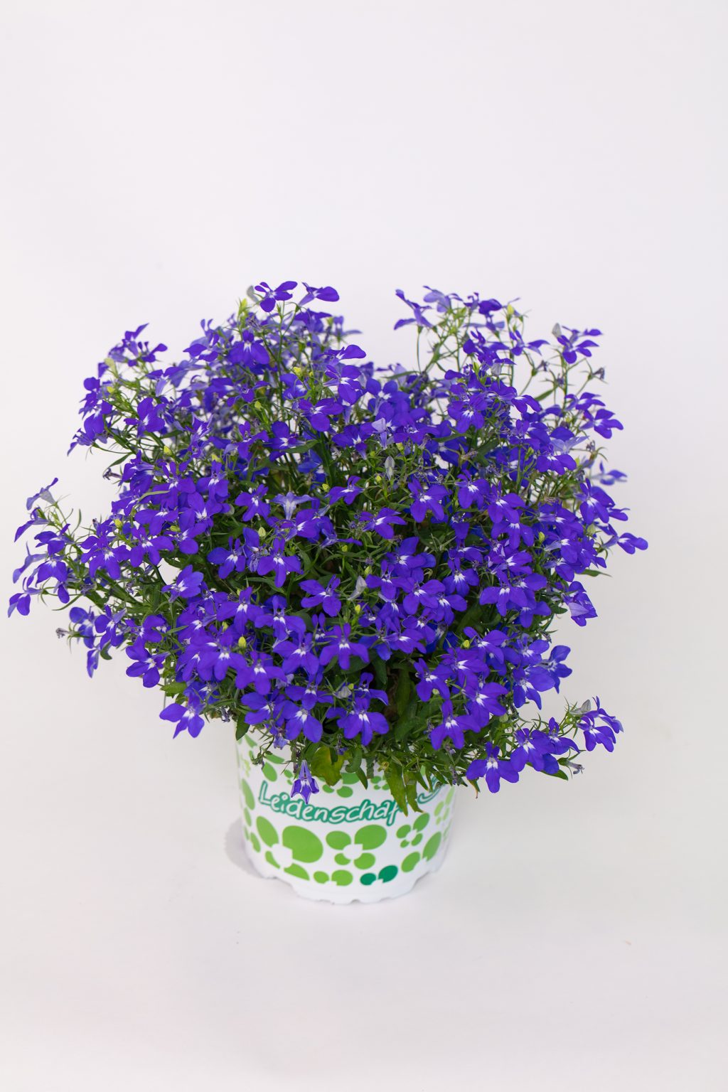 Westhoff Lobelia HotpoT Dark Blue
