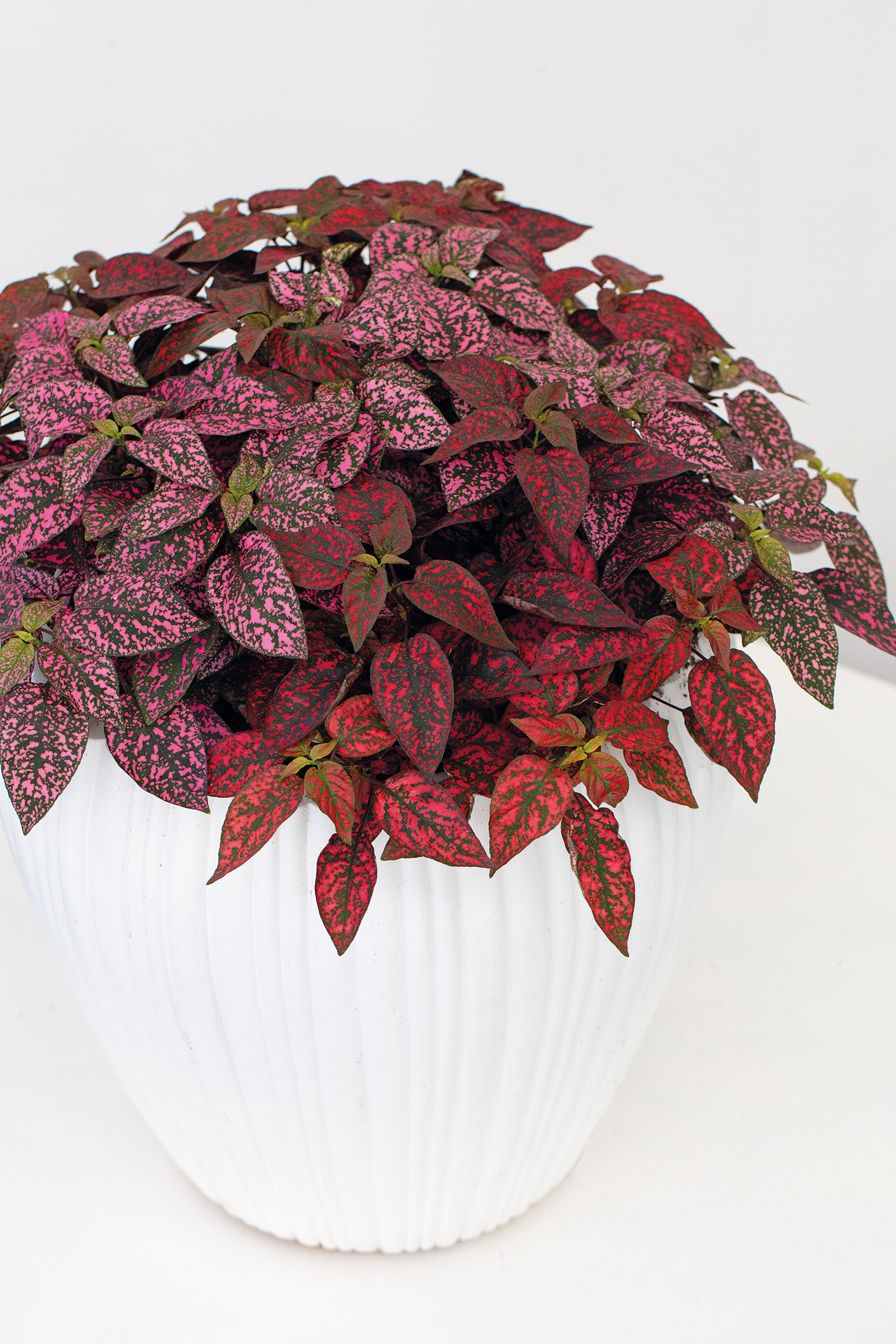 Westhoff Hypoestes Lotty Dotty Mix Westhoff Hypoestes Lotty Dotty Mix