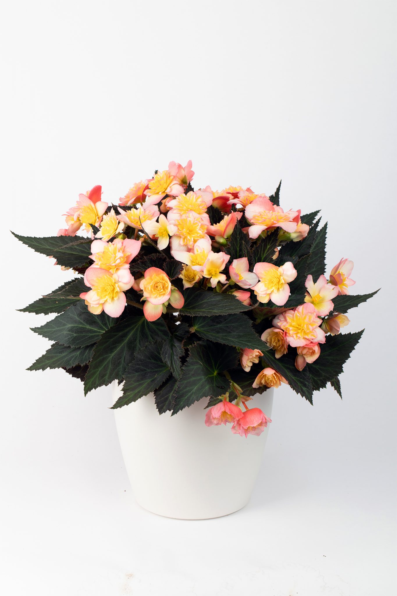 Westhoff Beaugonia Saffran Glow