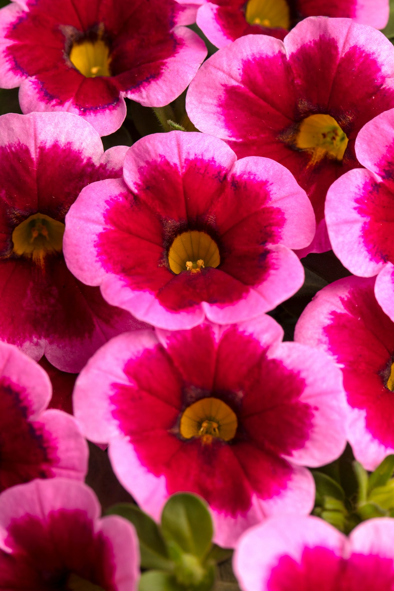 Westhoff Calibrachoa Caliloco Frankenberry