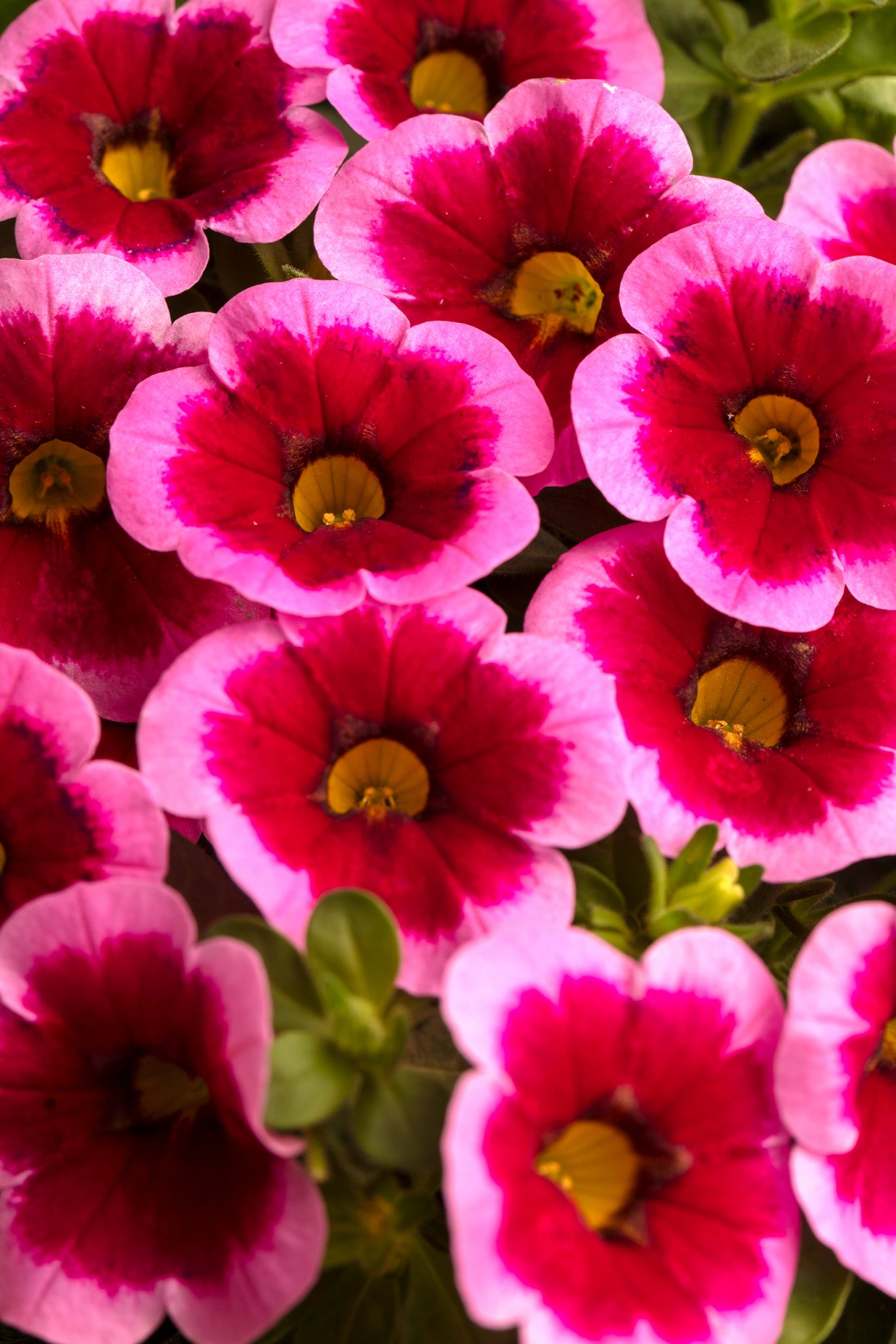 Westhoff Calibrachoa_Caliloco_Frankenberry_002