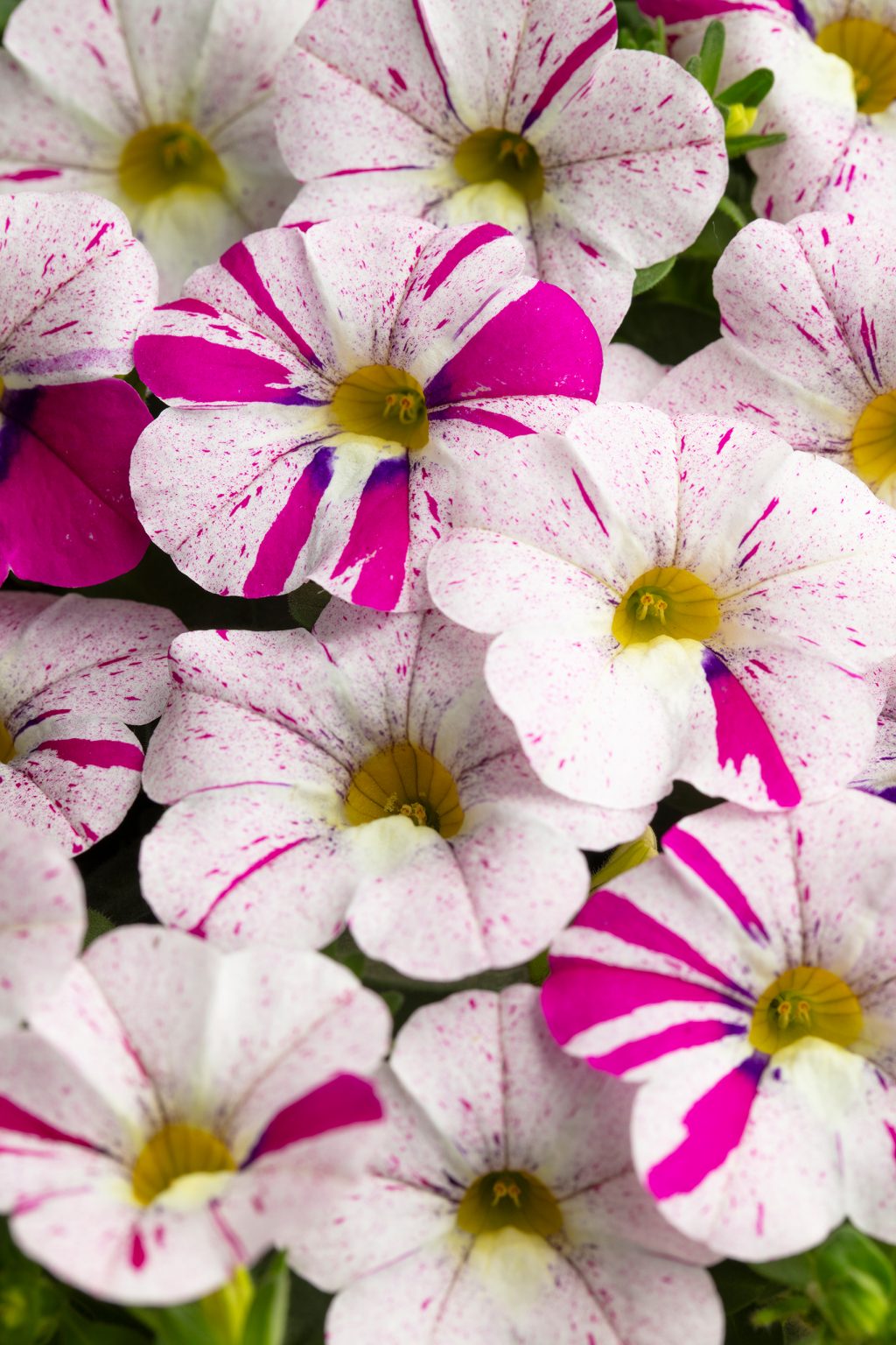 Westhoff Calibrachoa_Caliloco_Graffitti_002