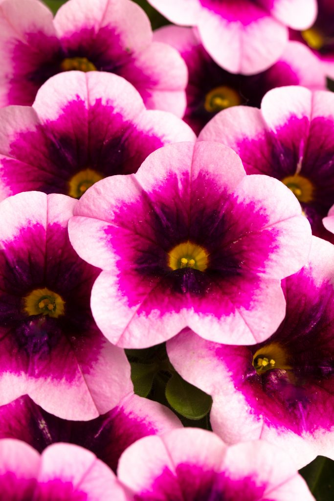 Westhoff Calibrachoa Caliloco Mirage