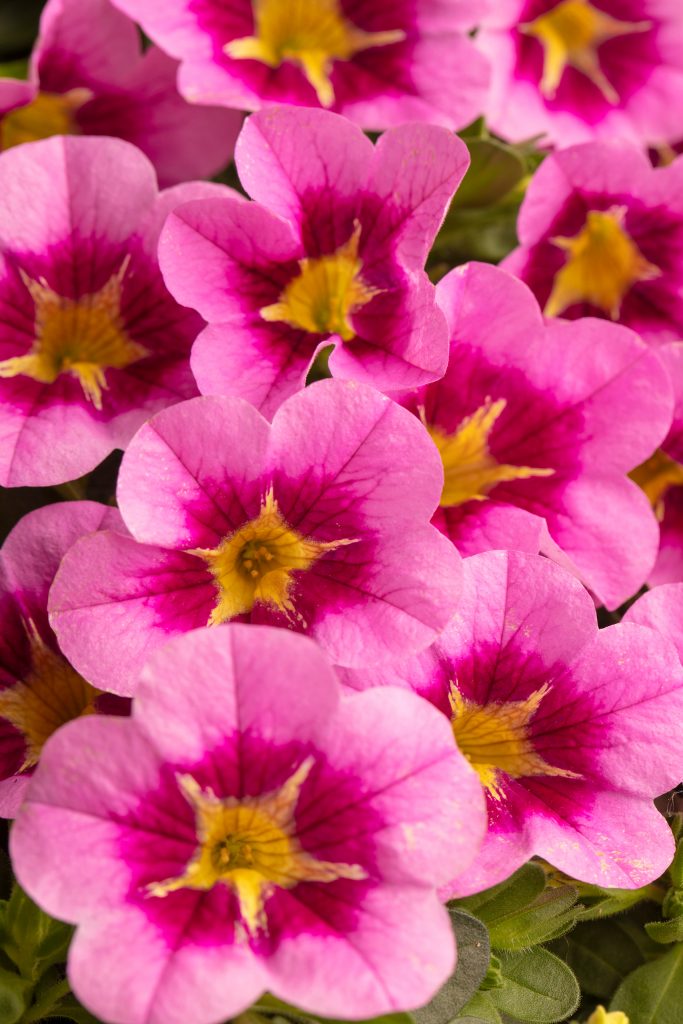 Westhoff Calibrachoa Caliloco Pink Squish