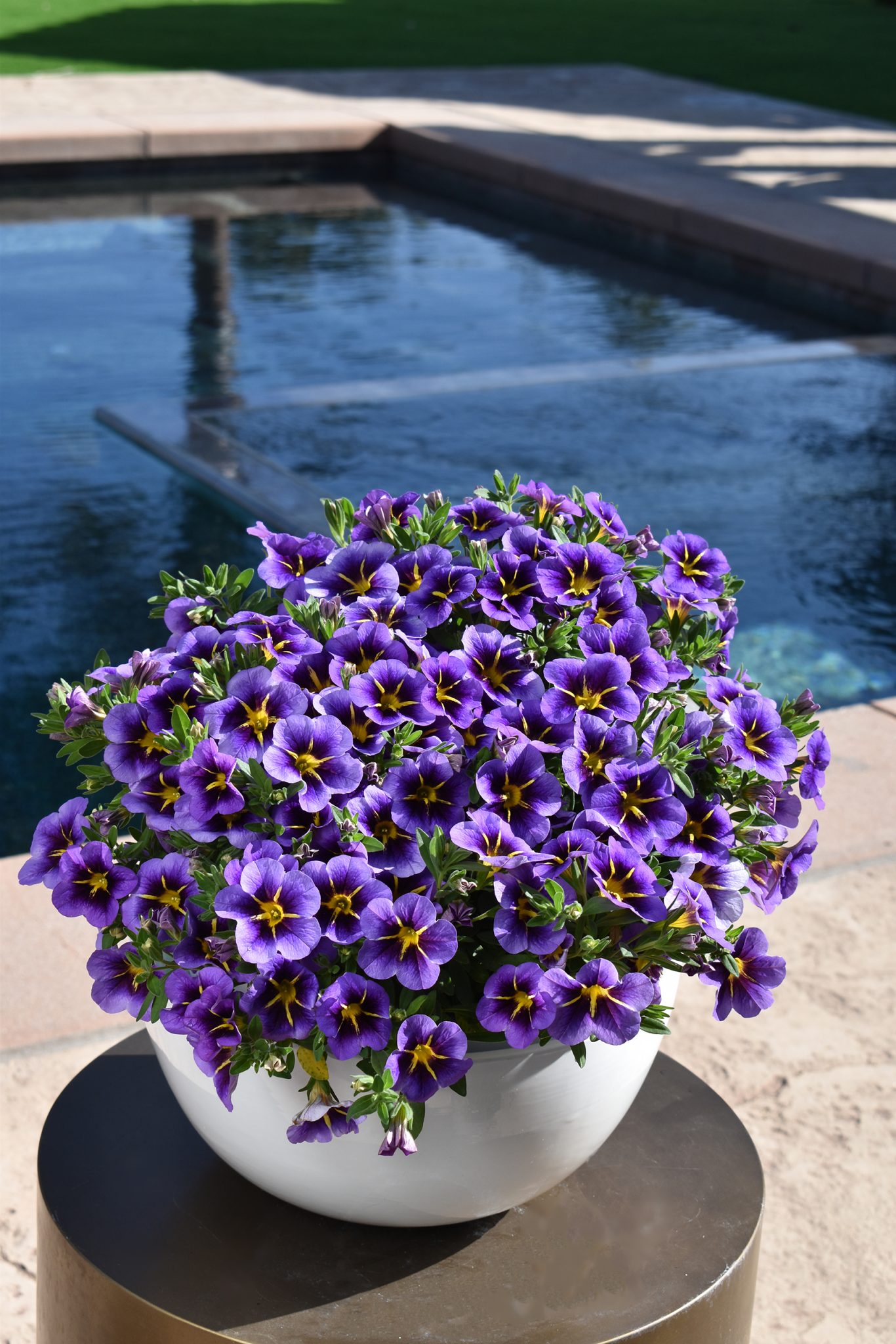 Westhoff Calibrachoa_Caliloco_Starfire_Blue_003