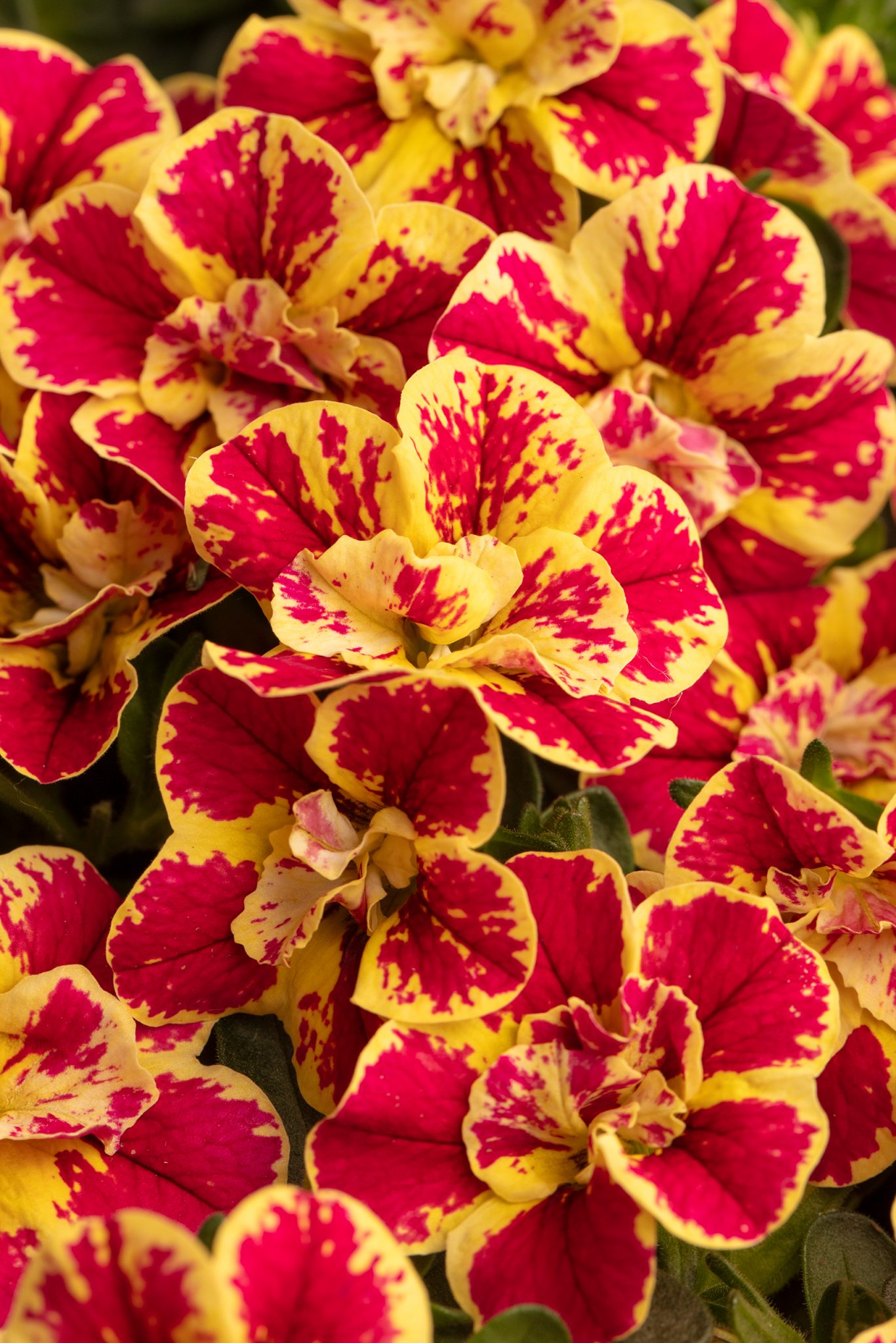 Westhoff Calibrachoa Candy Shop Double Candy Bouquet