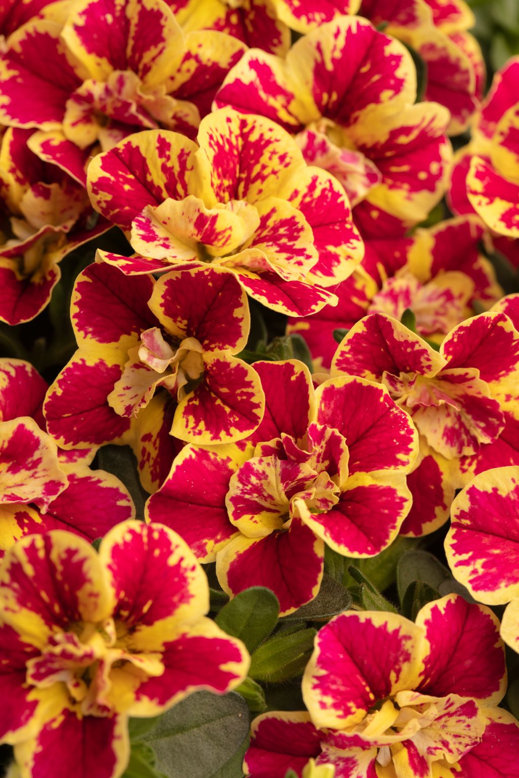 Westhoff Calibrachoa_Candy_Shop_Double_Candy_Bouquet_002