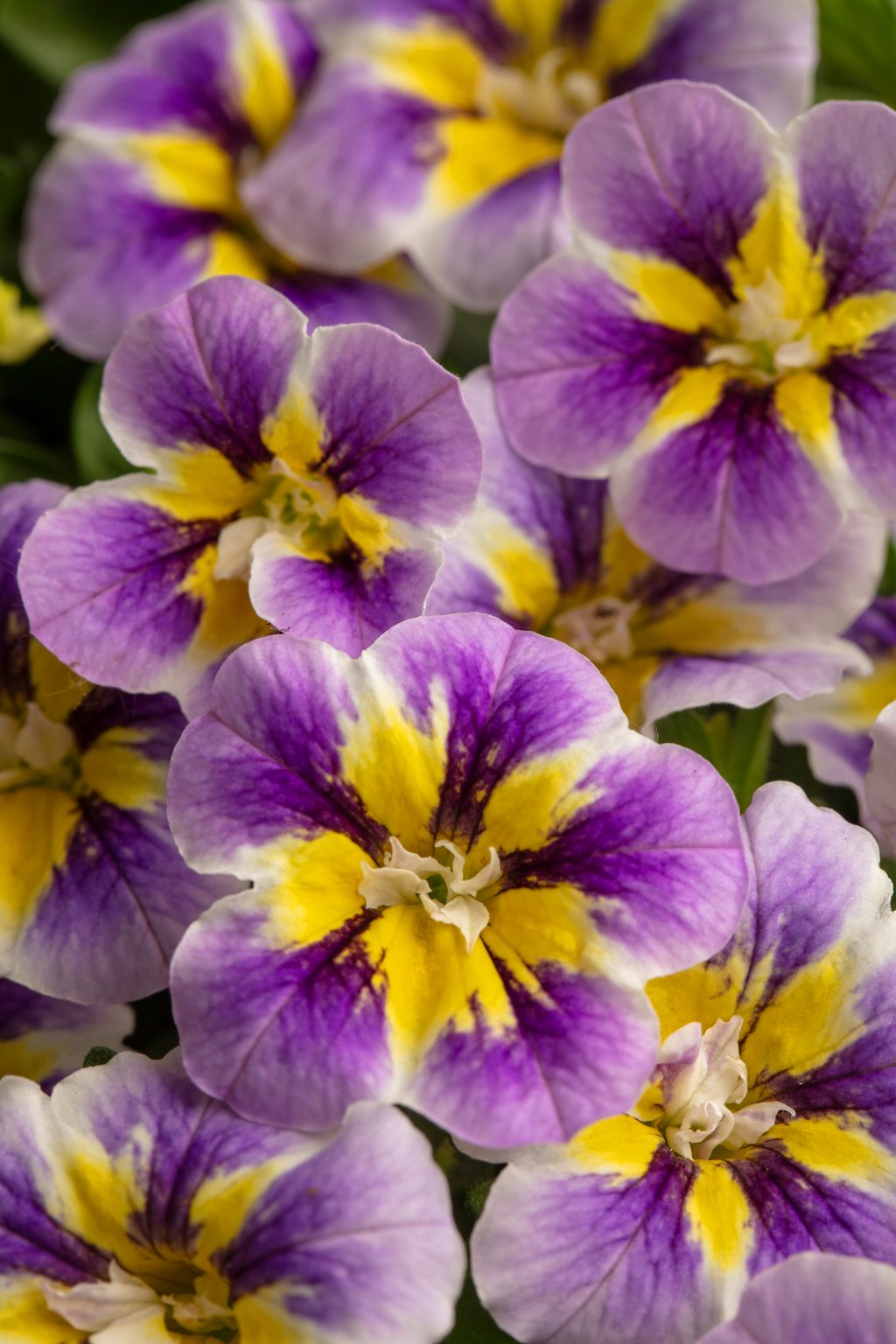 Westhoff Calibrachoa_Candy_Shop_Double_Grape_Splash_001