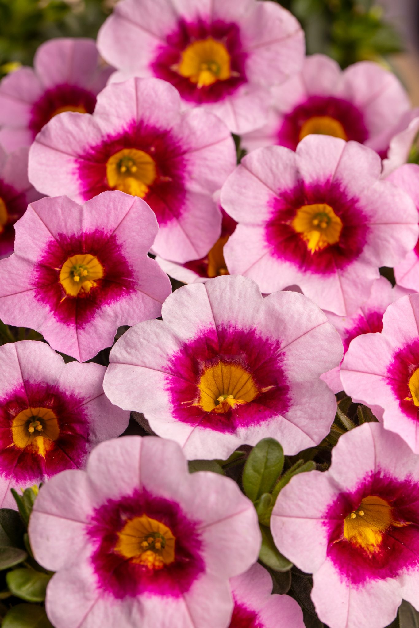 Westhoff Calibrachoa Eyecatcher Pink