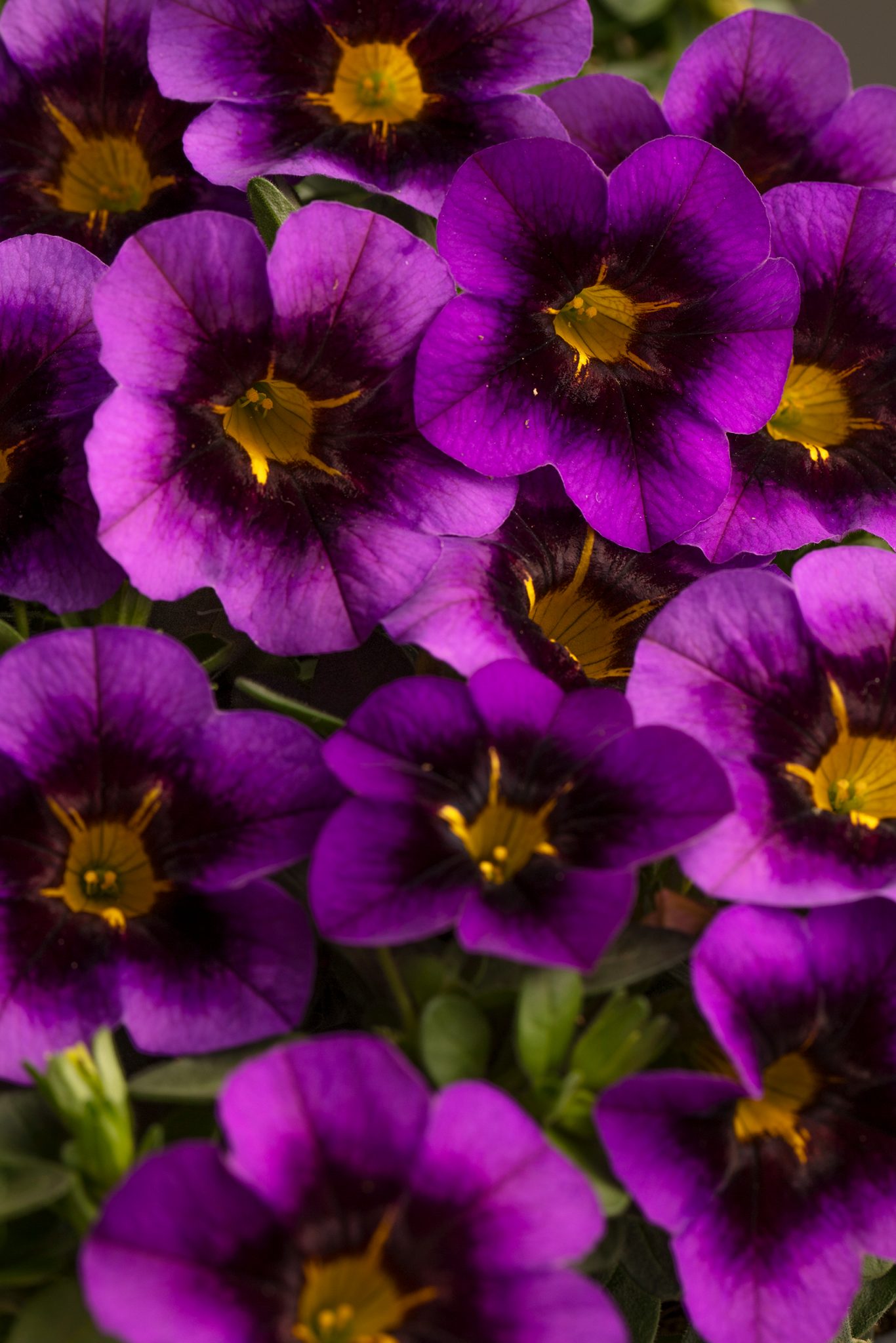 Westhoff Calibrachoa Eyecatcher Purple